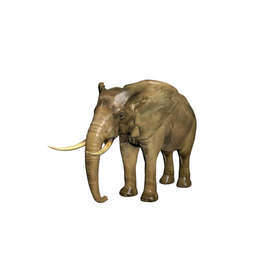 Elephant (Jungle) - 3D Model by sali111