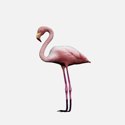 Flamingo Attractive - 3D Model by sali111