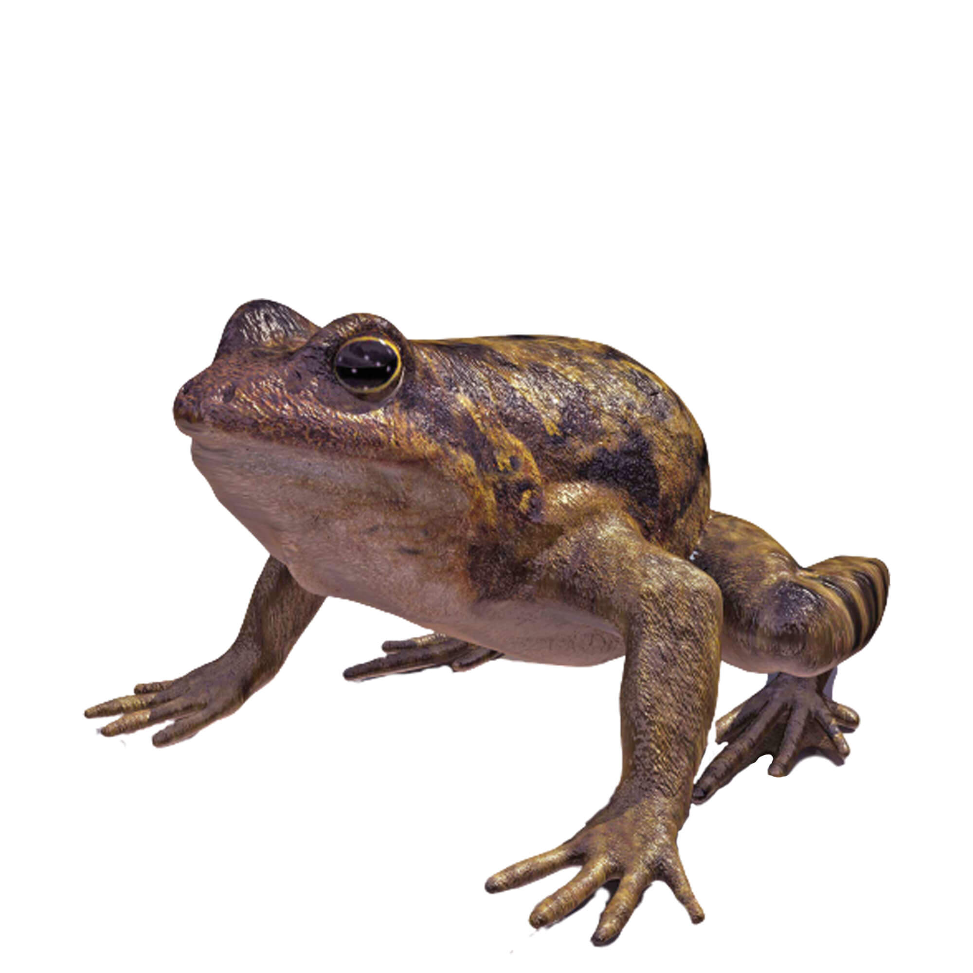 Frog Attractive - 3D Model by sali111