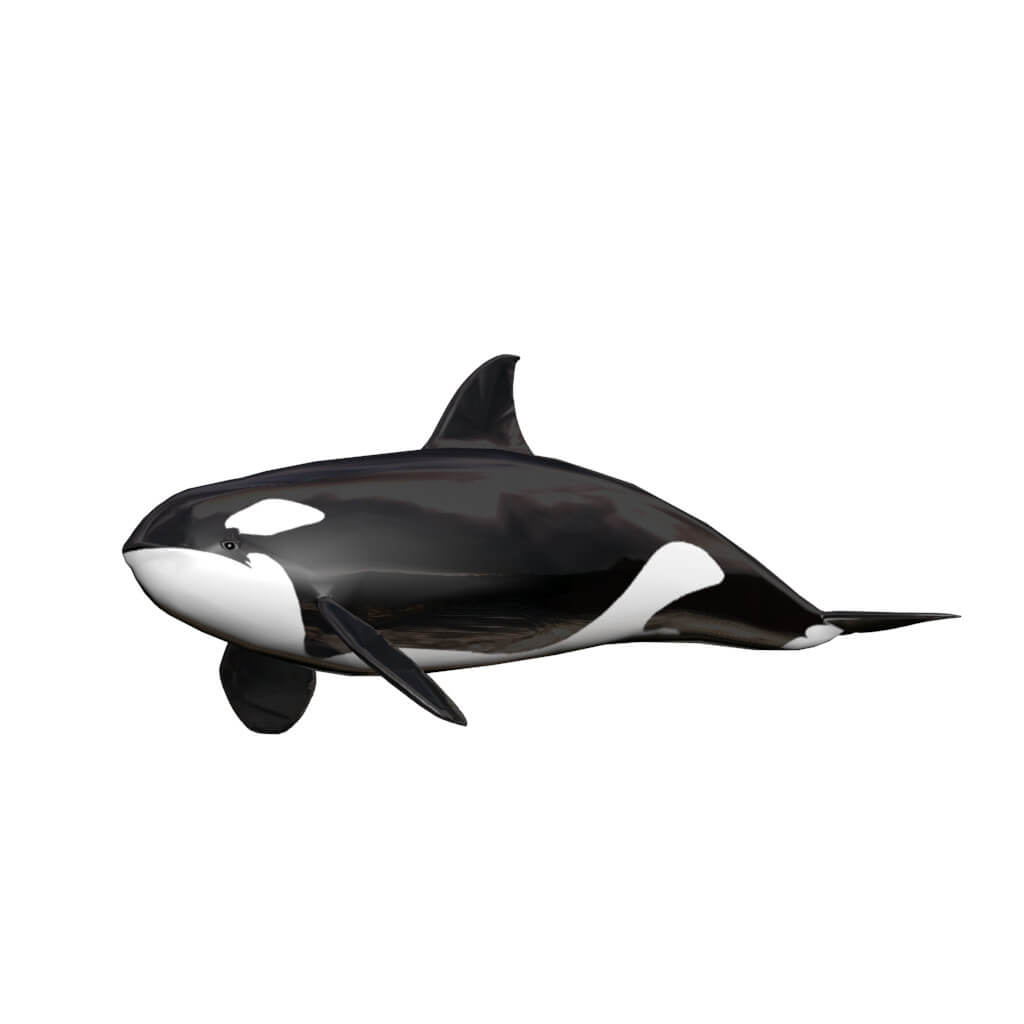 Killer Whale - 3D Model by sali111