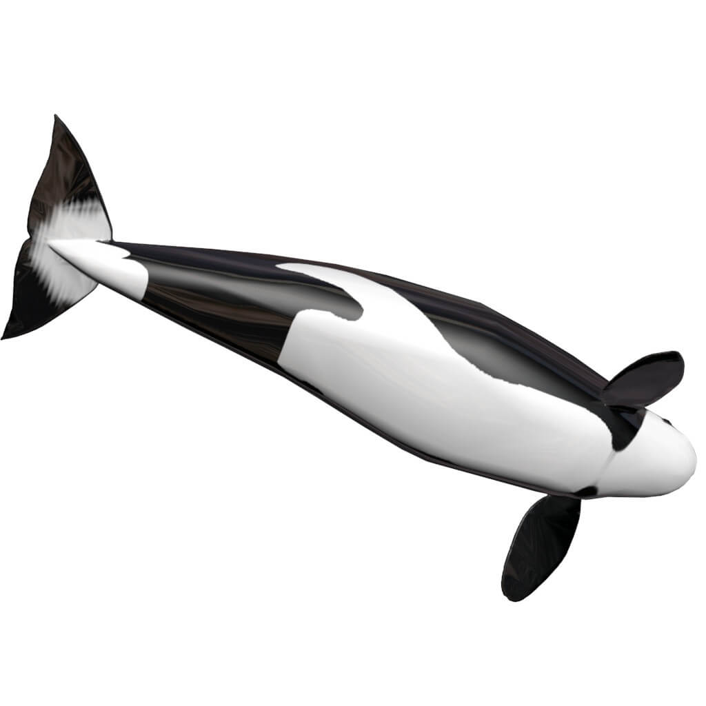 Killer Whale - 3D Model by sali111