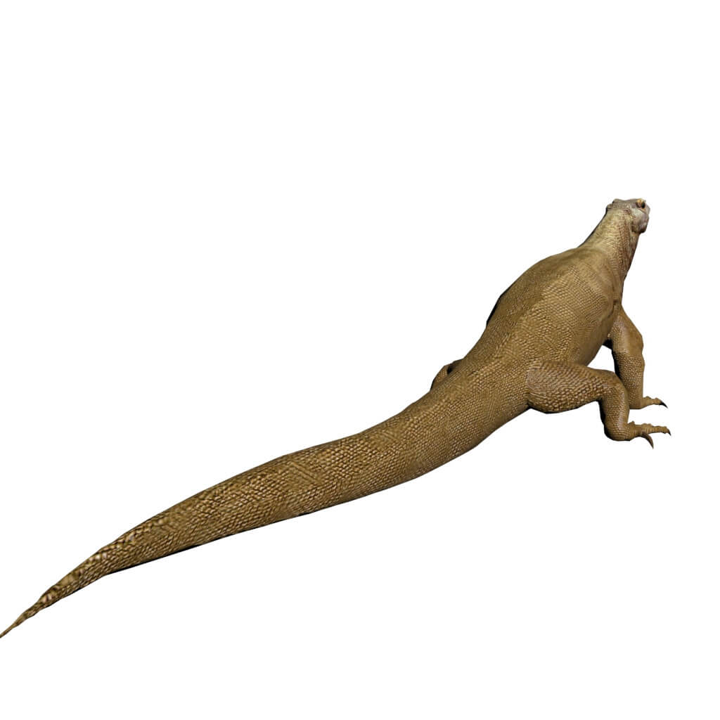 Komodo Dragon - 3D Model by sali111