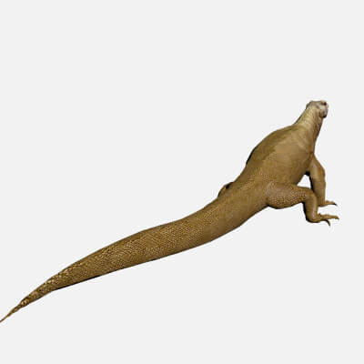 Komodo Dragon - 3D Model by sali111