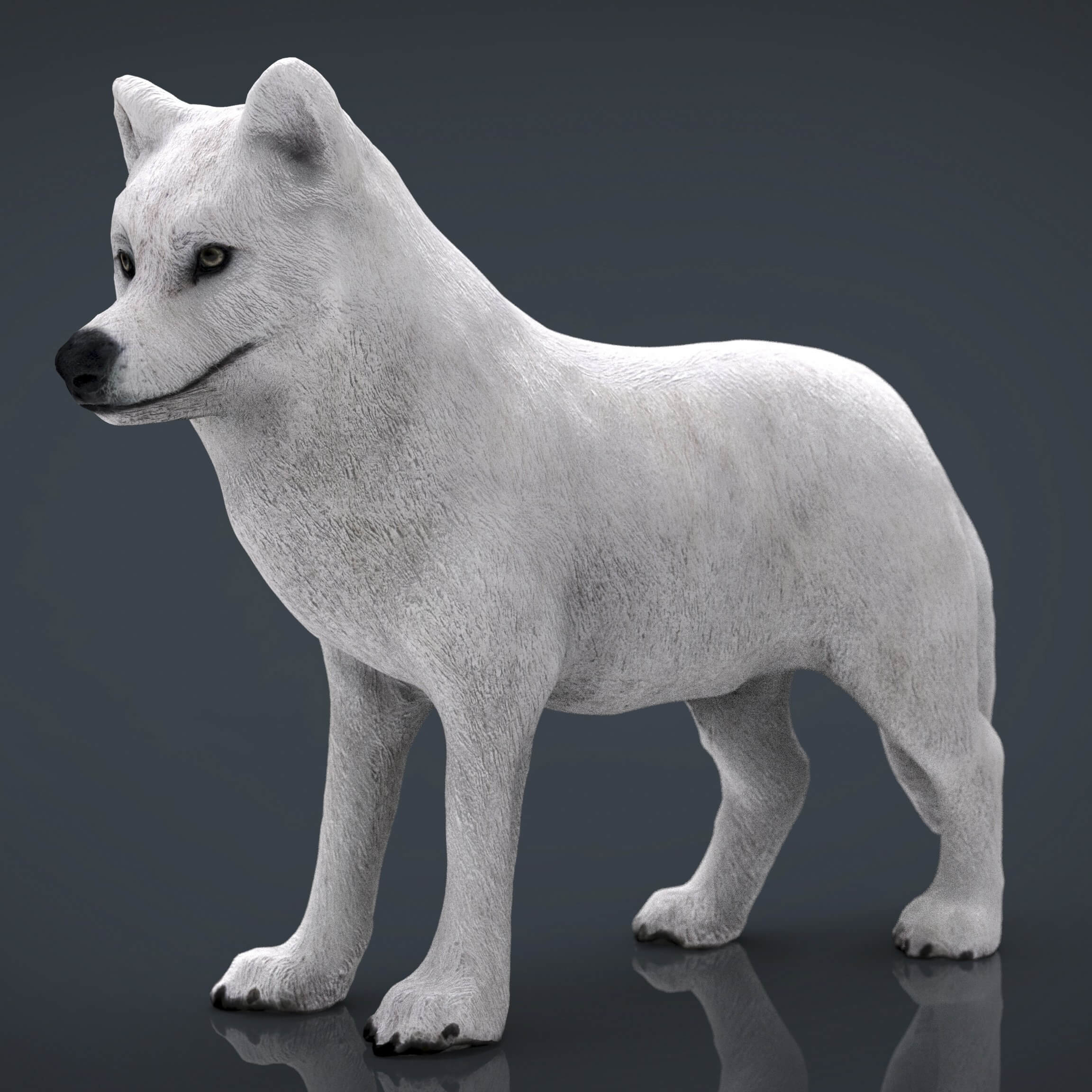 Artic Wolf - 3D Model by sanchiesp