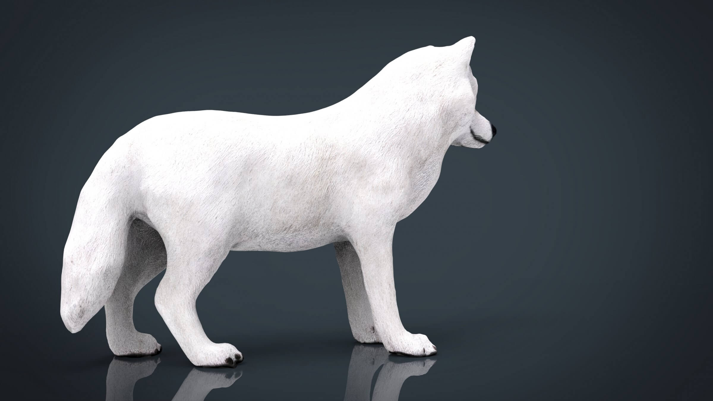Artic Wolf - 3D Model by sanchiesp