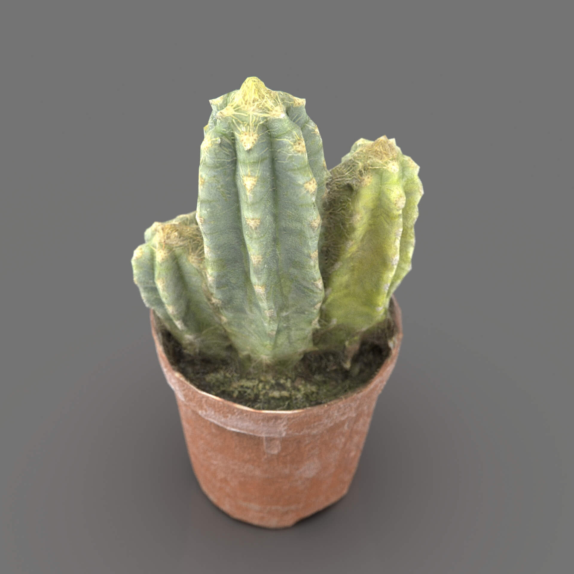 Cactus Plant - 3D Model by sanchiesp