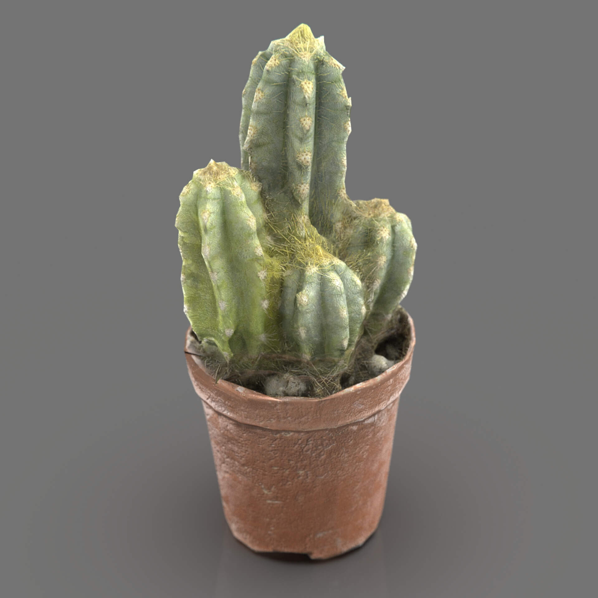 Cactus Plant - 3D Model by sanchiesp