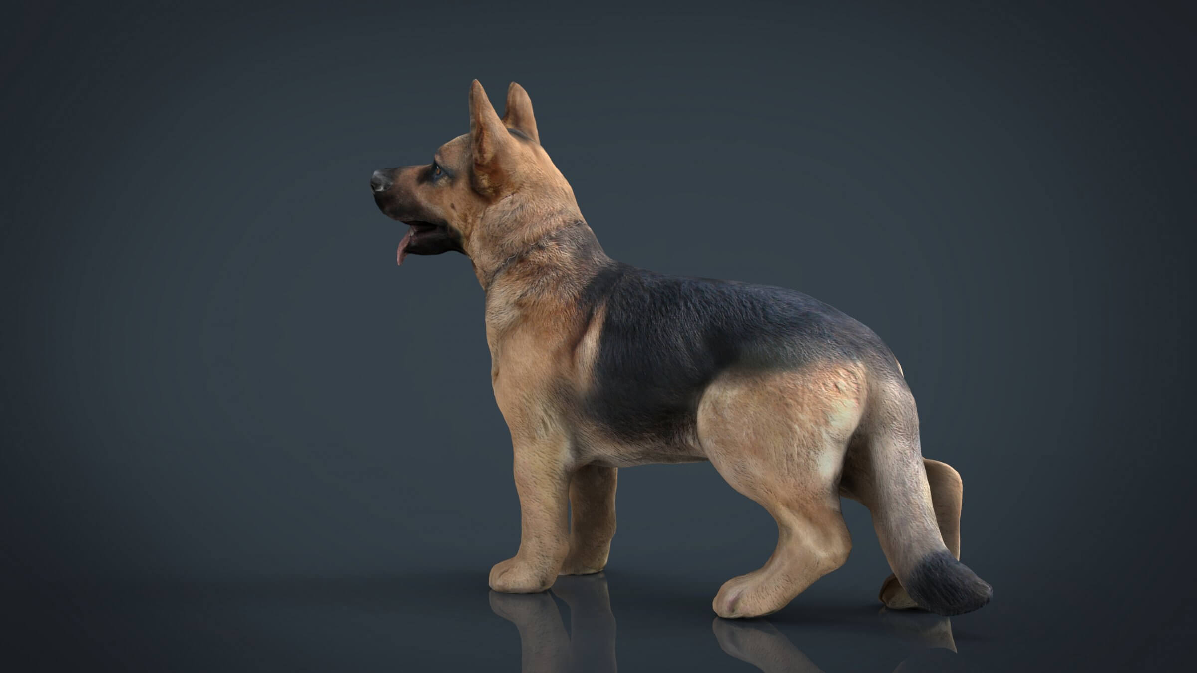 German Shepherd - 3D Model by sanchiesp