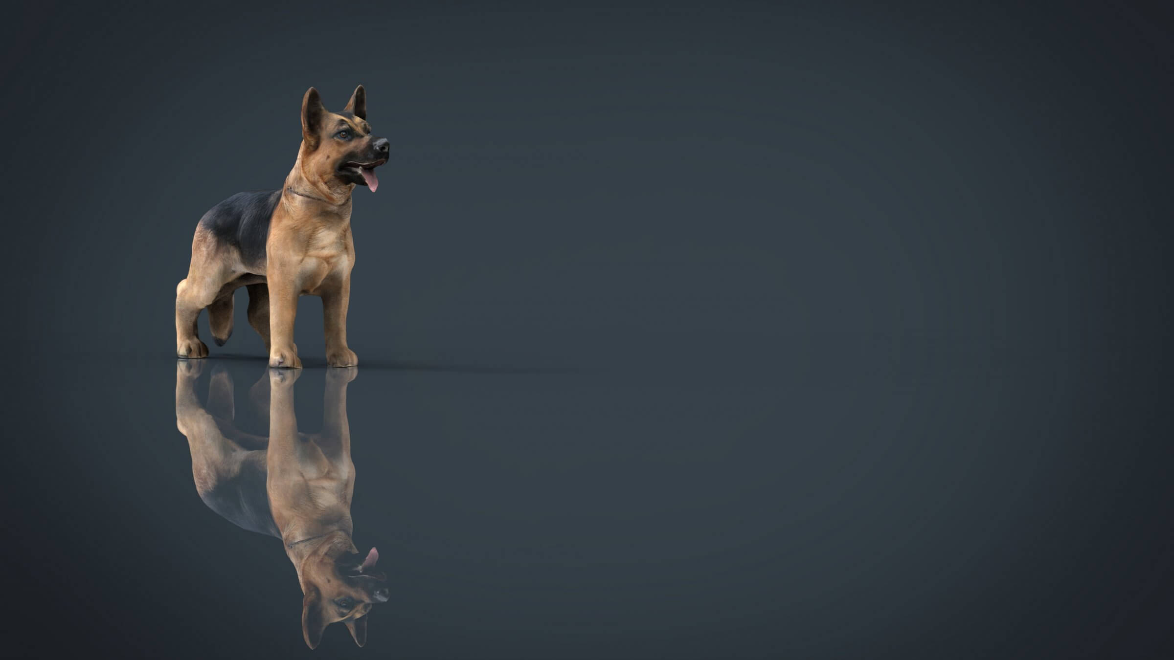 German Shepherd - 3D Model by sanchiesp
