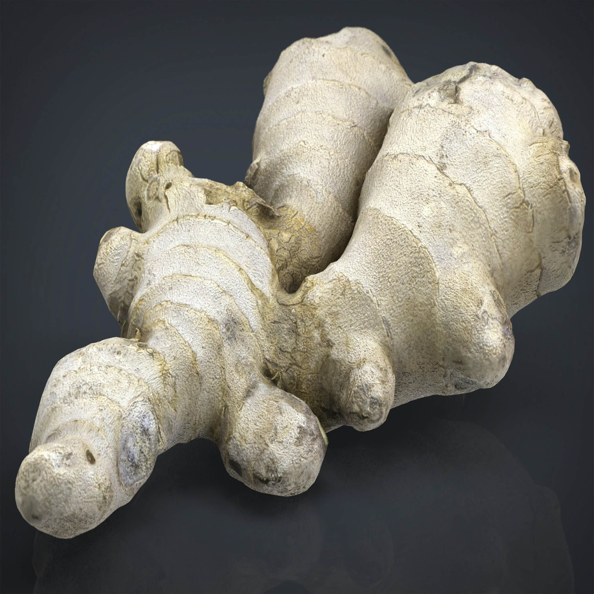 Ginger - 3D Model by sanchiesp