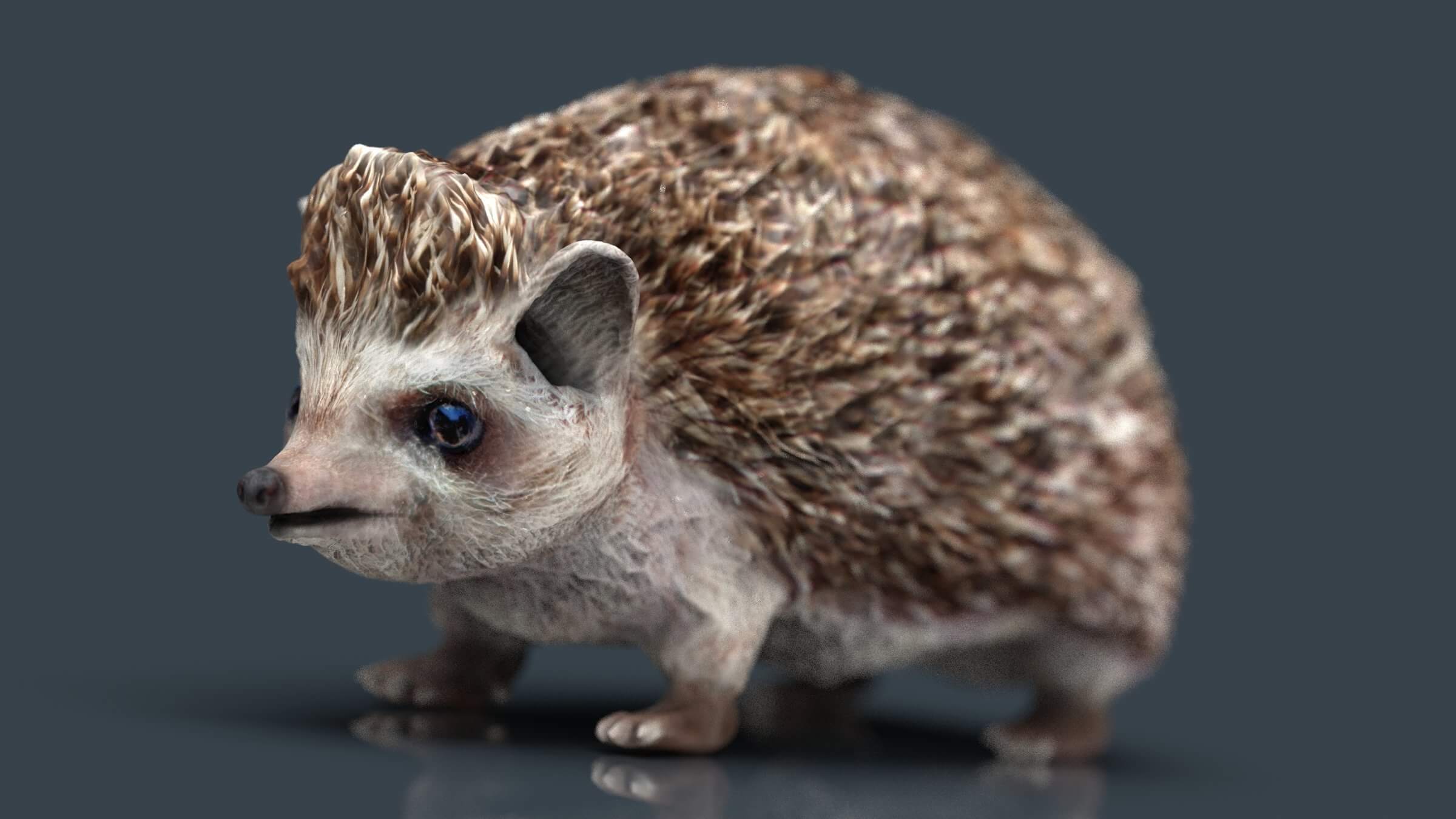 Hedgehog - 3D Model by sanchiesp