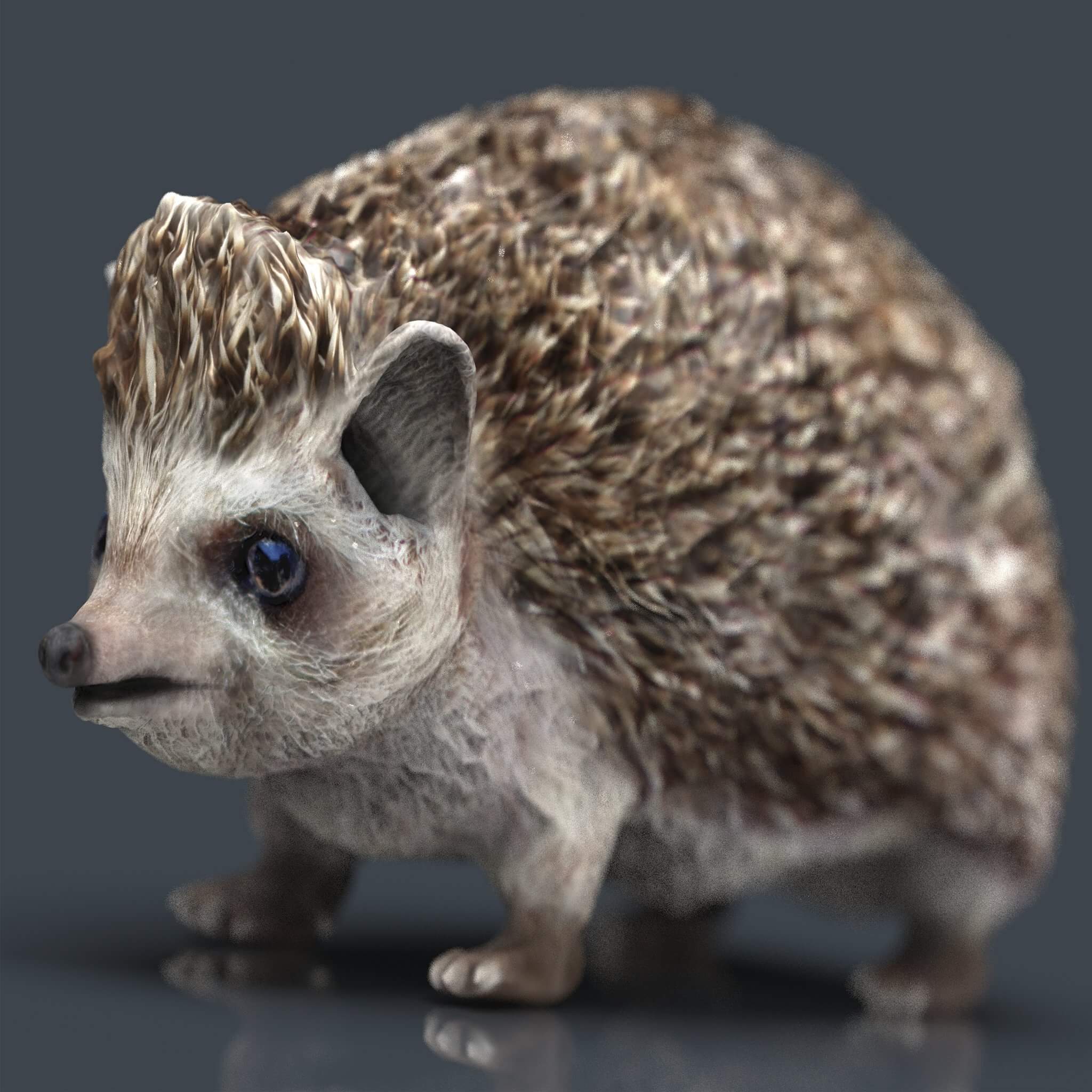 Hedgehog - 3D Model by sanchiesp