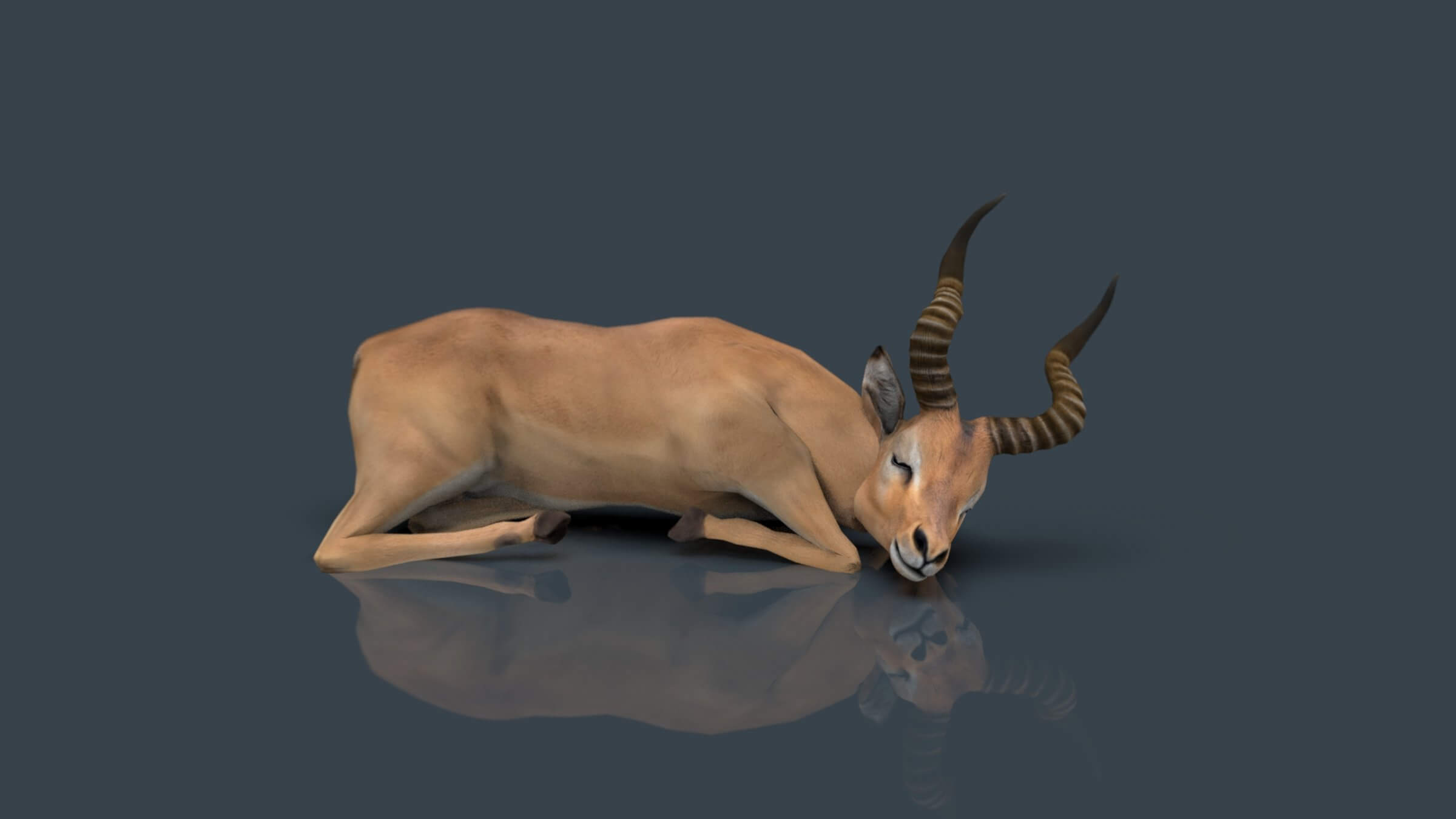 Impala Poses - 3D Model by sanchiesp