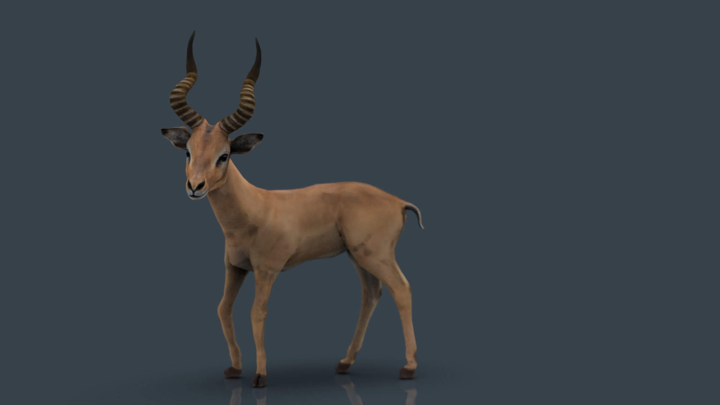 Impala Poses - 3D Model by sanchiesp