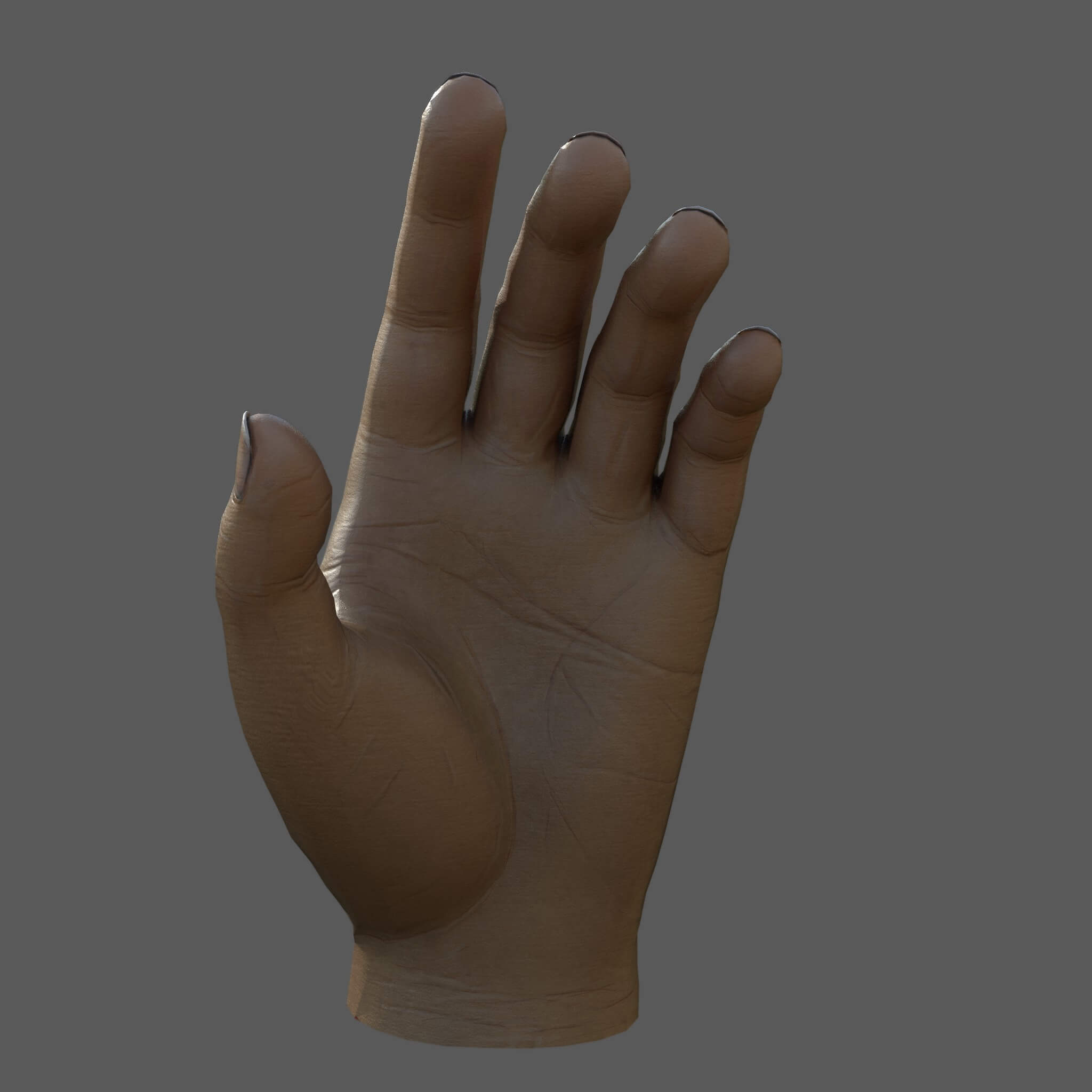 Anatomy Male Hand - 3D Model by sanchiesp
