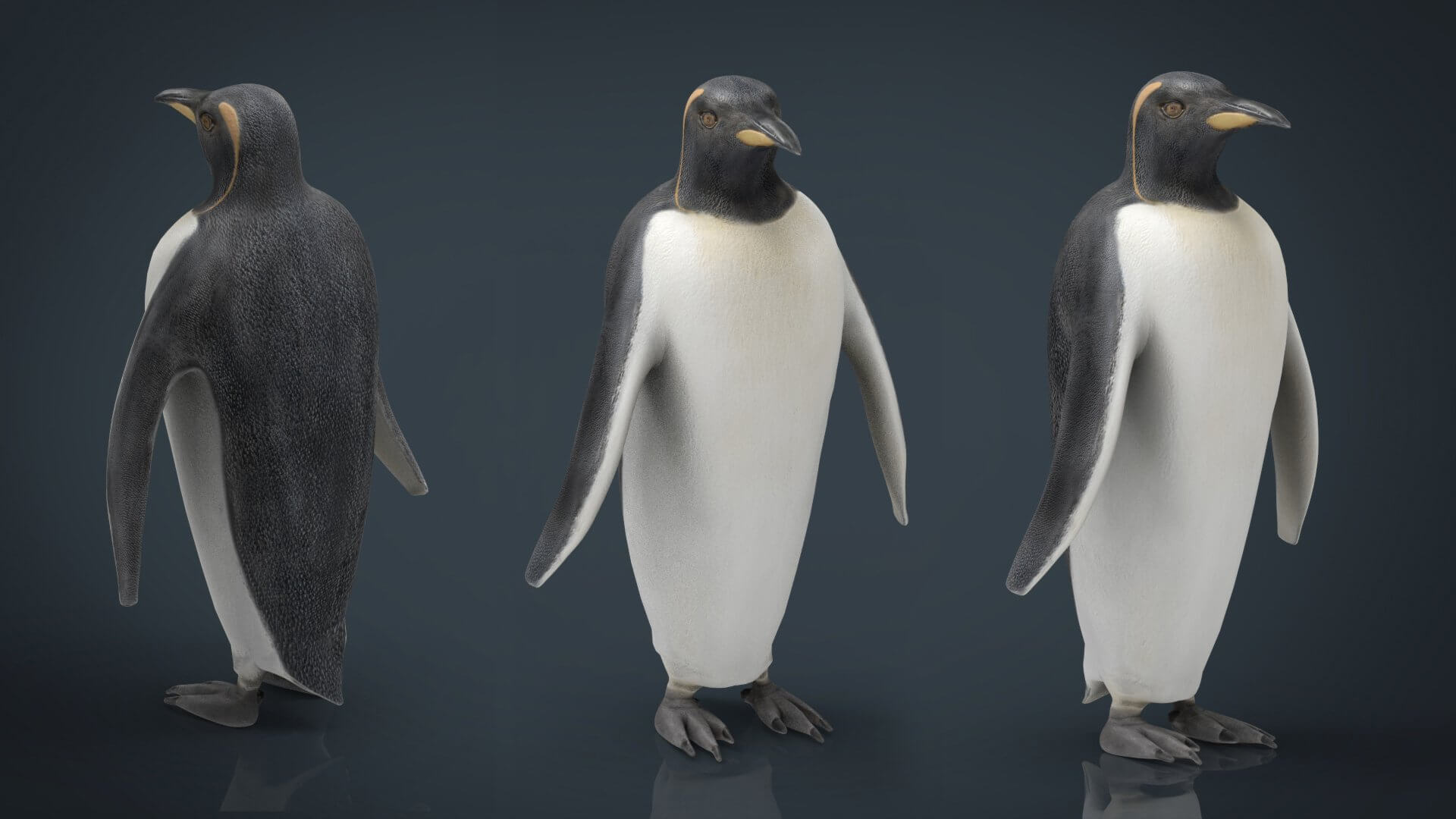 Penguin - 3D Model by sanchiesp