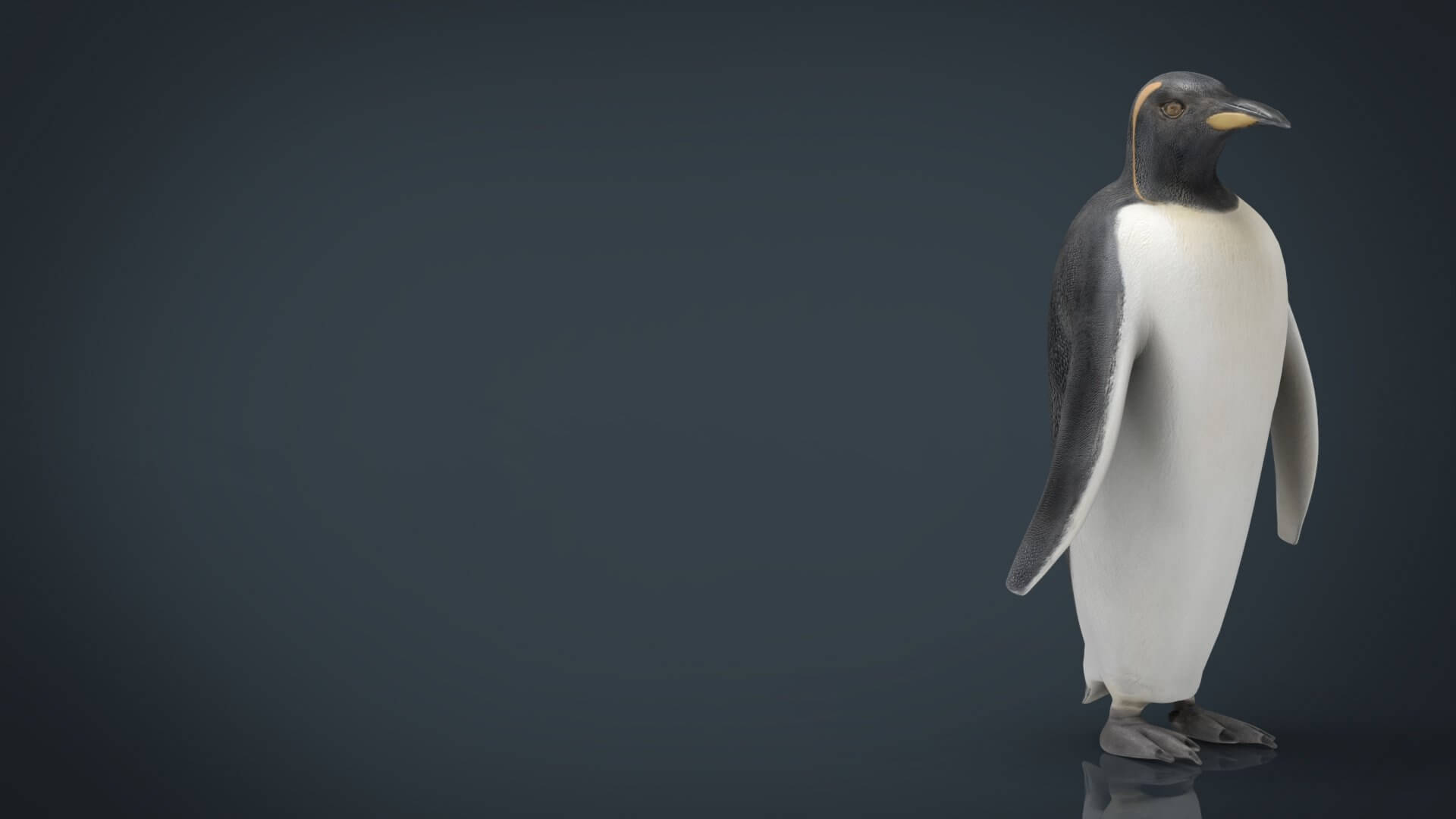 Penguin - 3D Model by sanchiesp