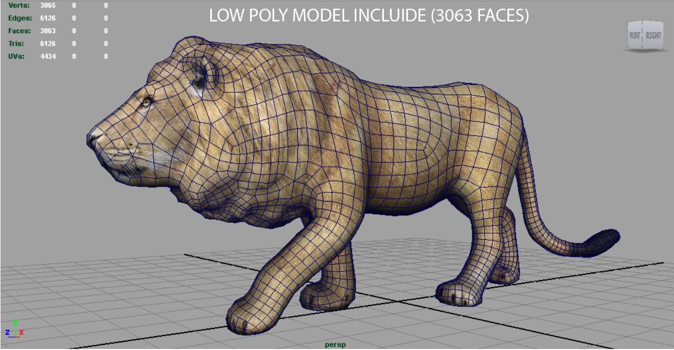 Realistic Lion - 3D Model by sanchiesp