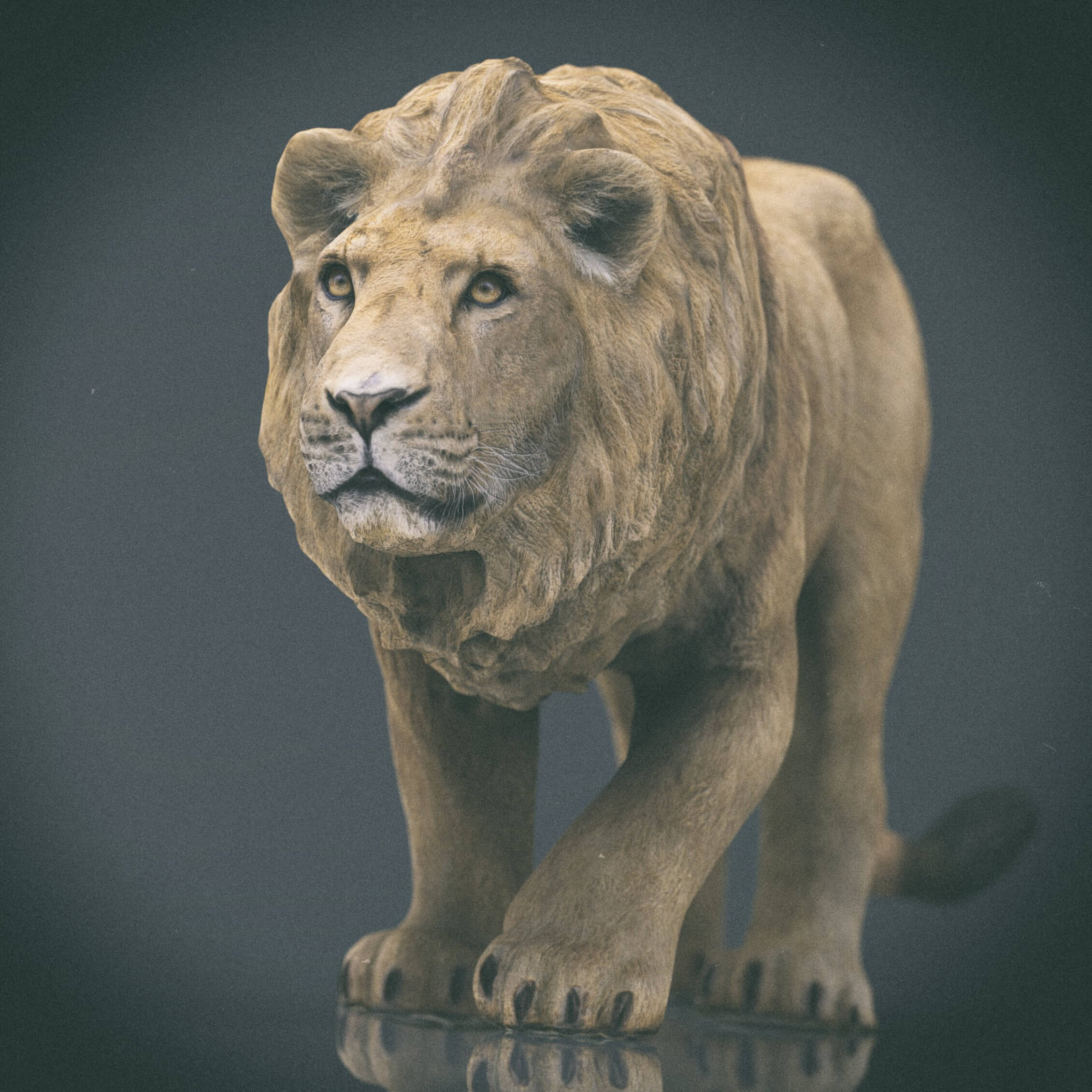 Realistic Lion - 3D Model by sanchiesp