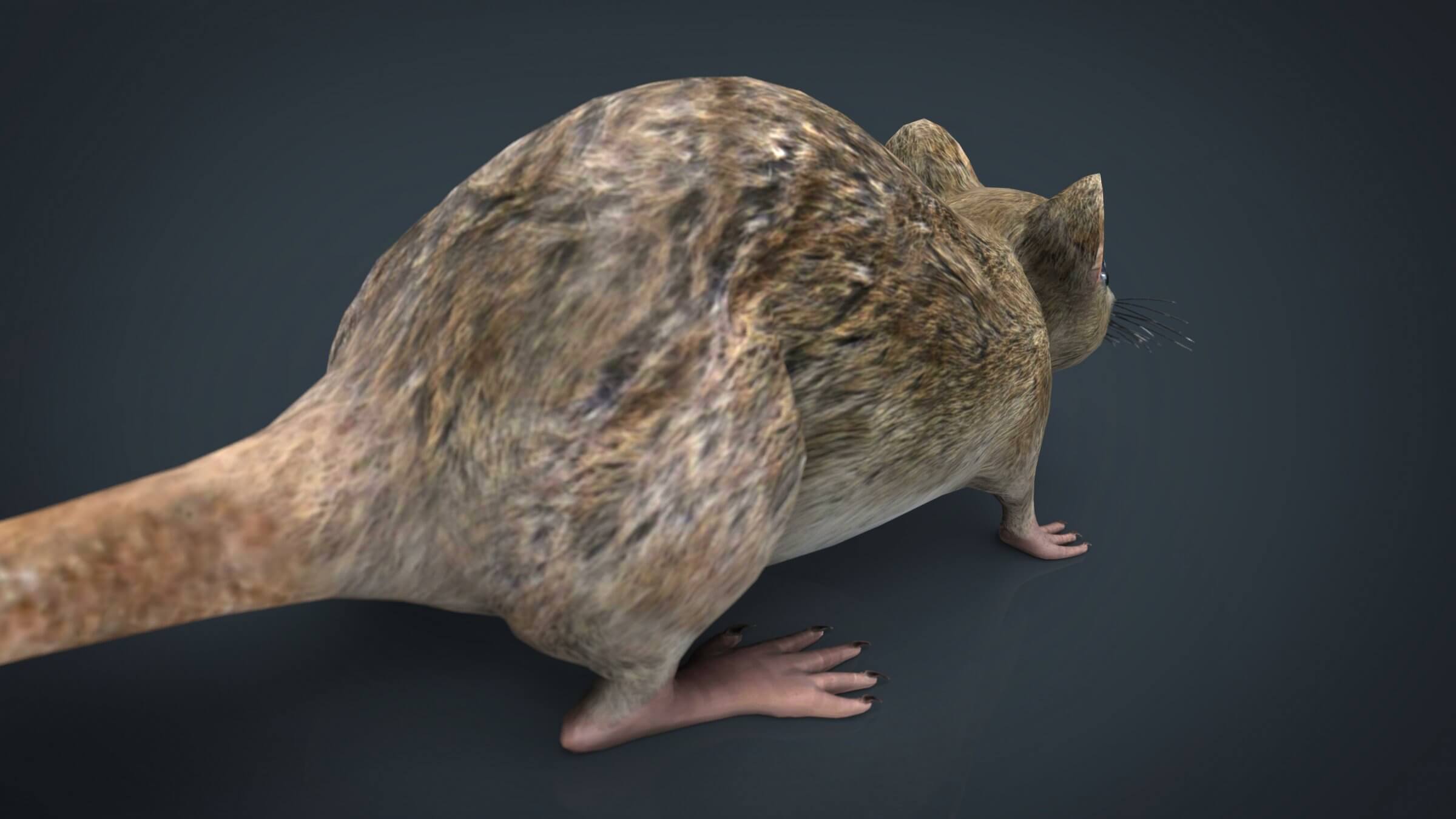 Realistic Rat - 3D Model by sanchiesp
