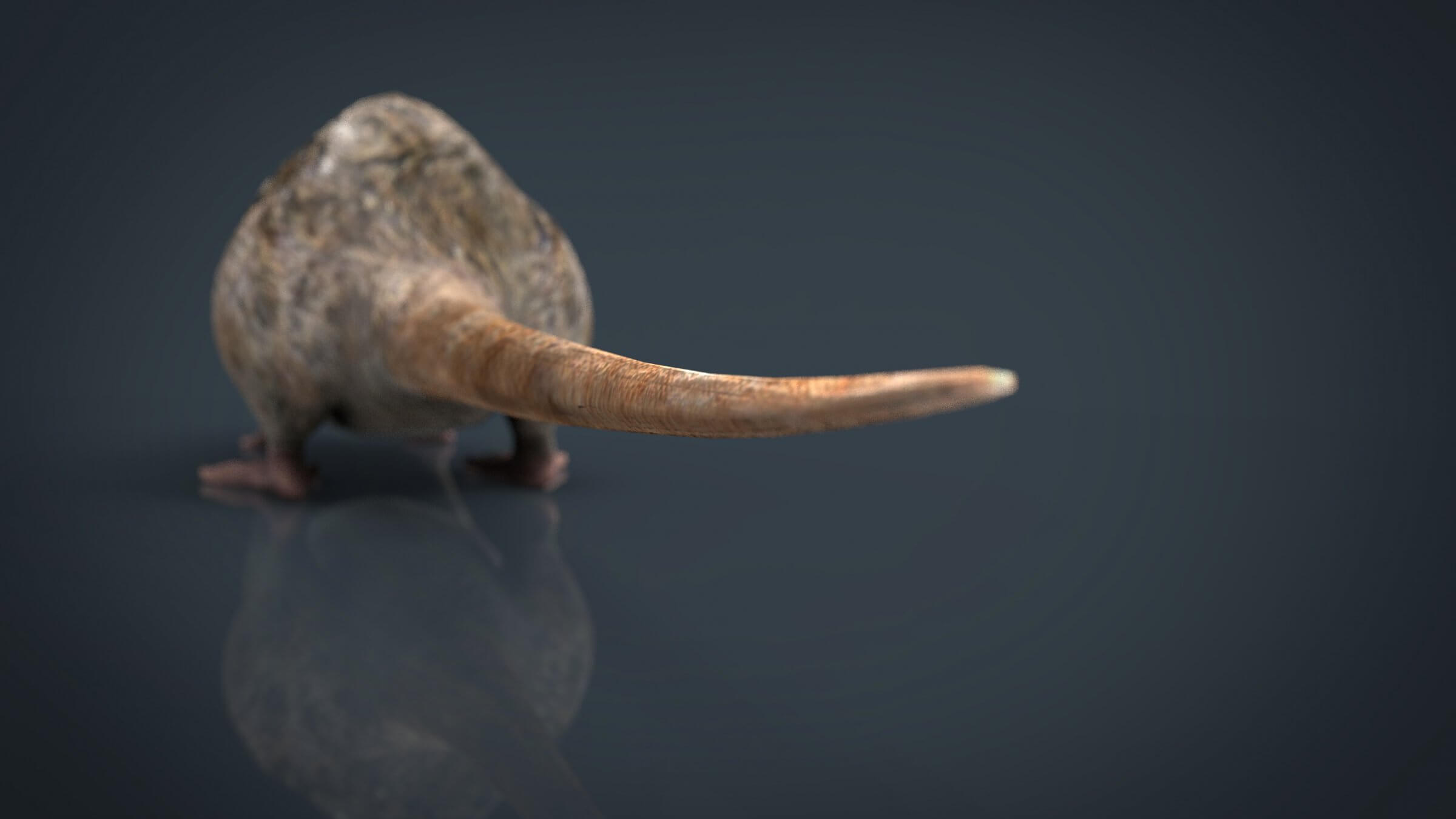 Realistic Rat - 3D Model by sanchiesp