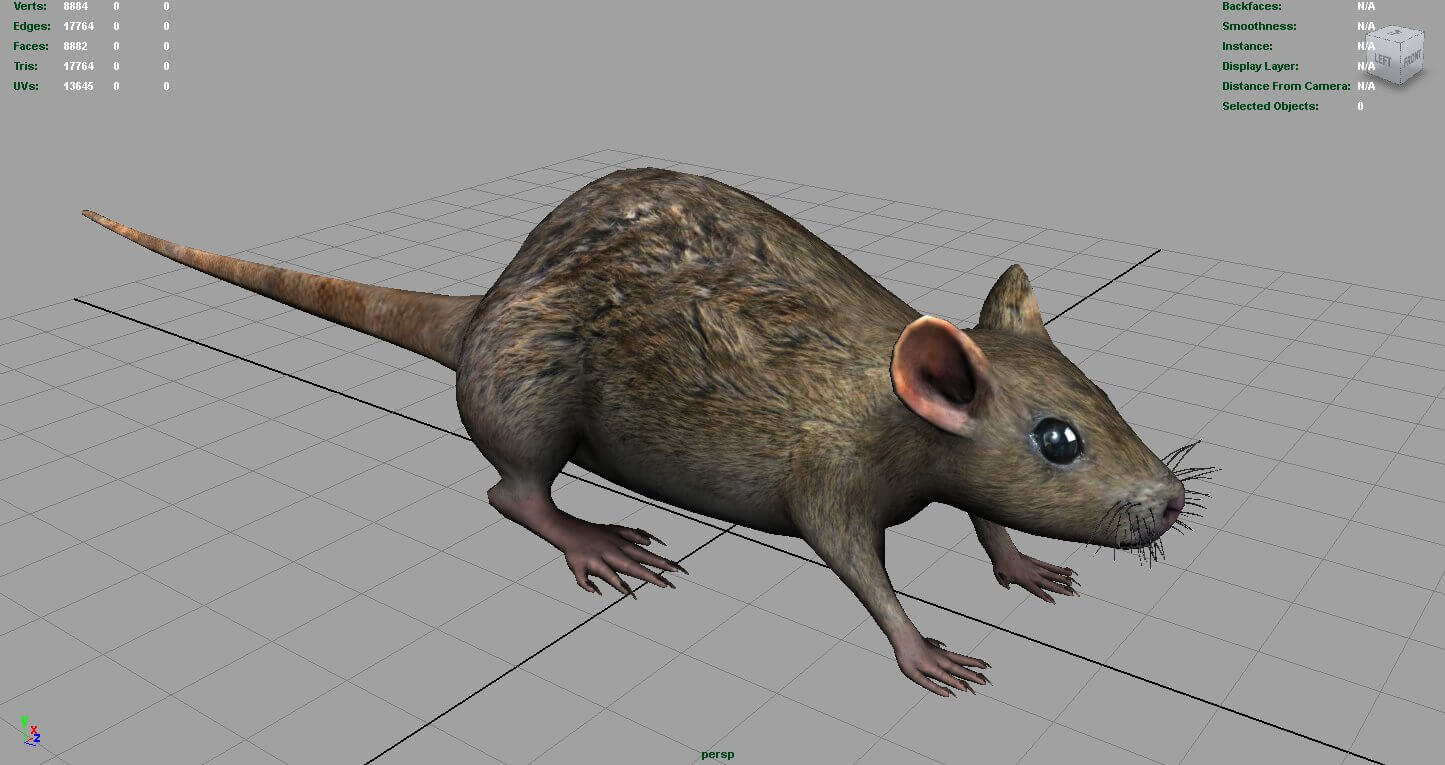 Realistic Rat - 3D Model by sanchiesp