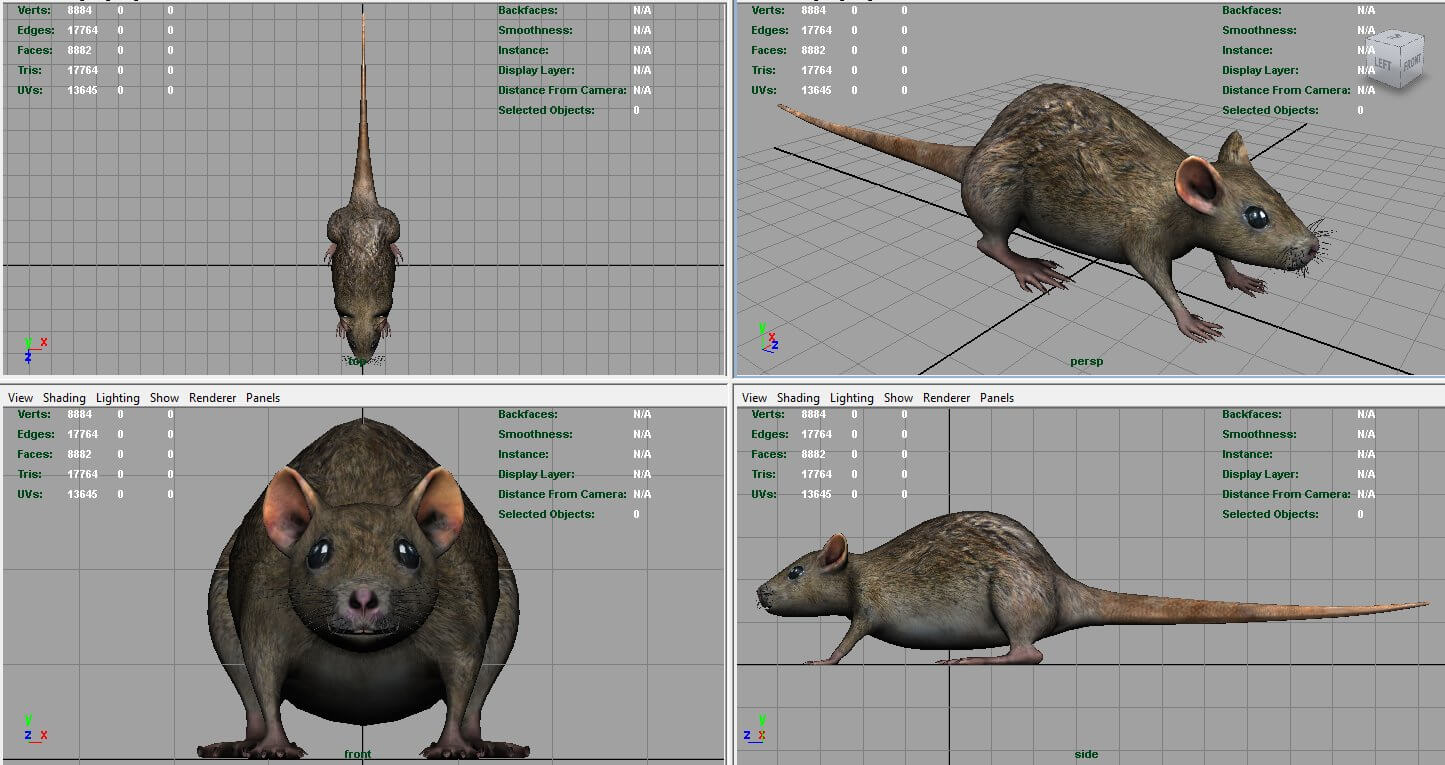 Realistic Rat - 3D Model by sanchiesp