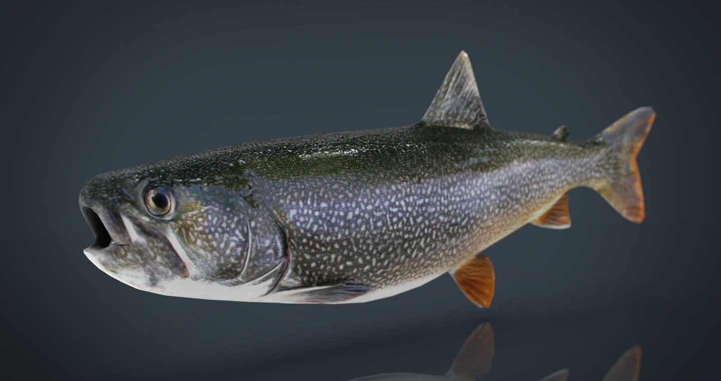 Trout - 3D Model by sanchiesp