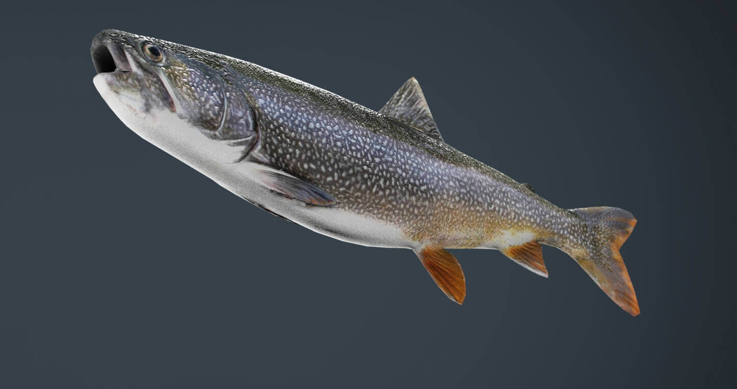 Trout - 3D Model by sanchiesp