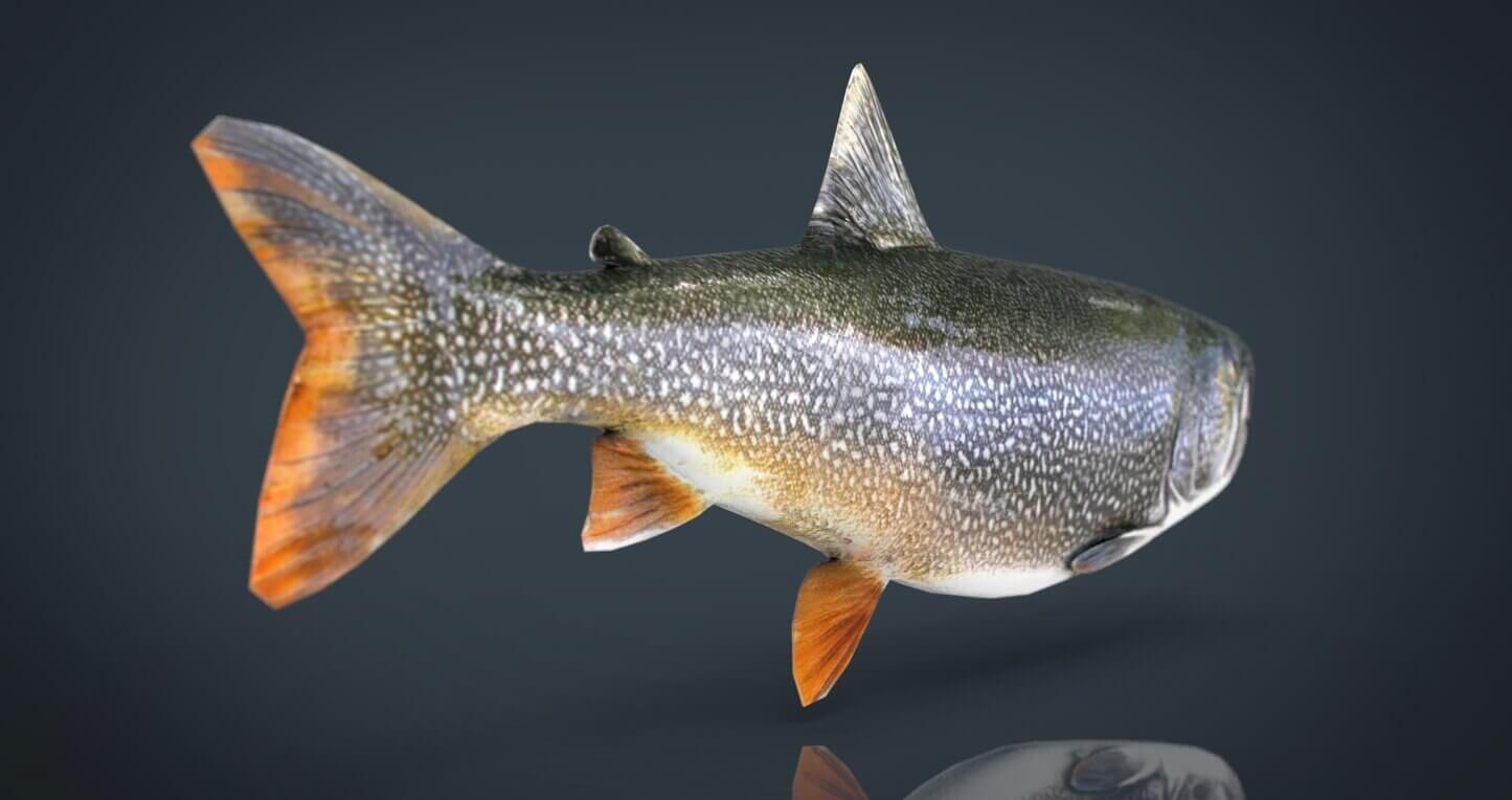 Trout - 3D Model by sanchiesp