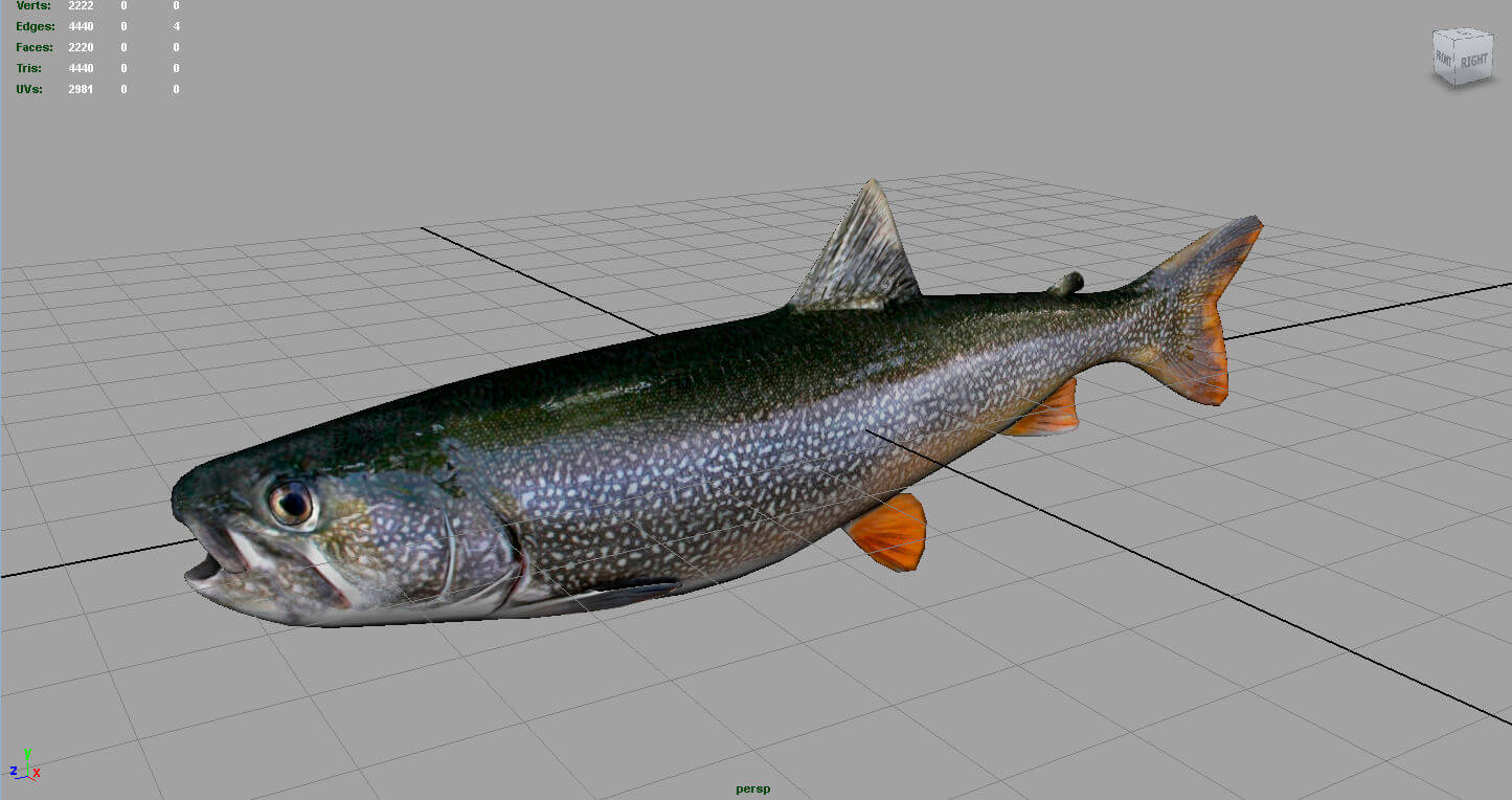 Trout - 3D Model by sanchiesp