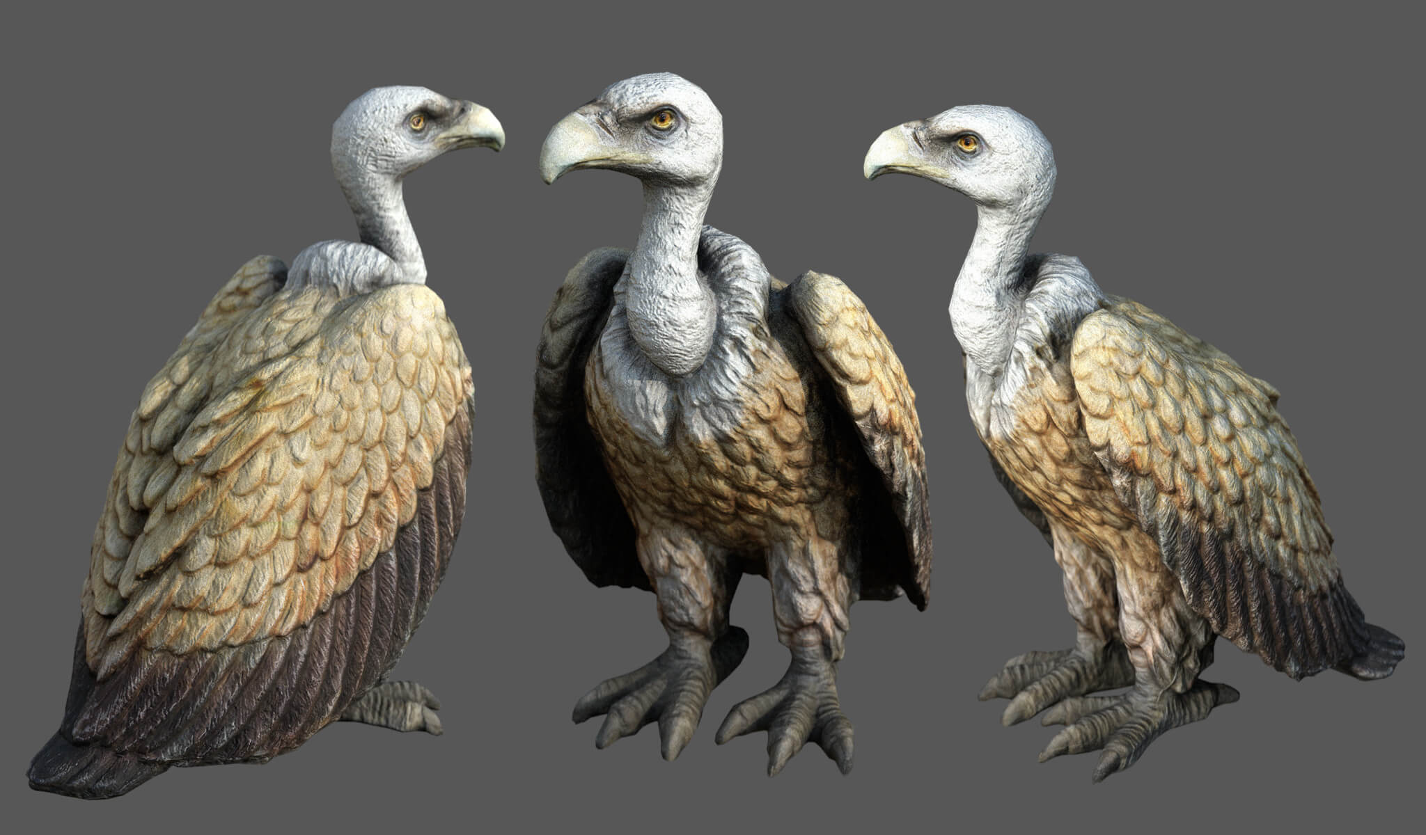 Realistic Vulture - 3D Model by sanchiesp