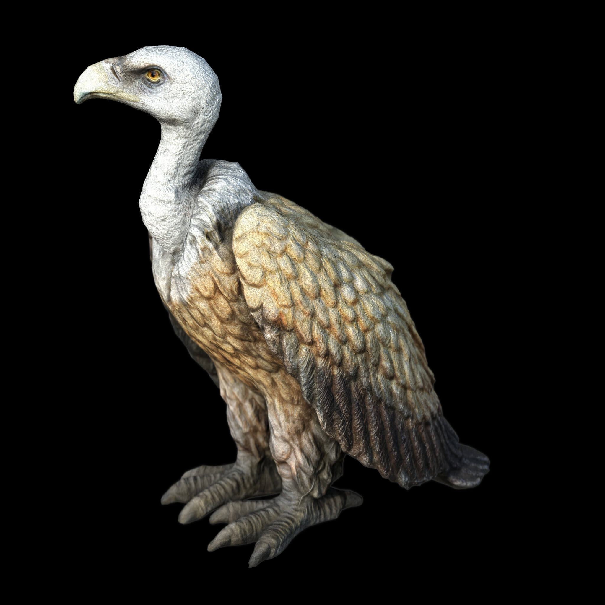 Realistic Vulture - 3D Model by sanchiesp