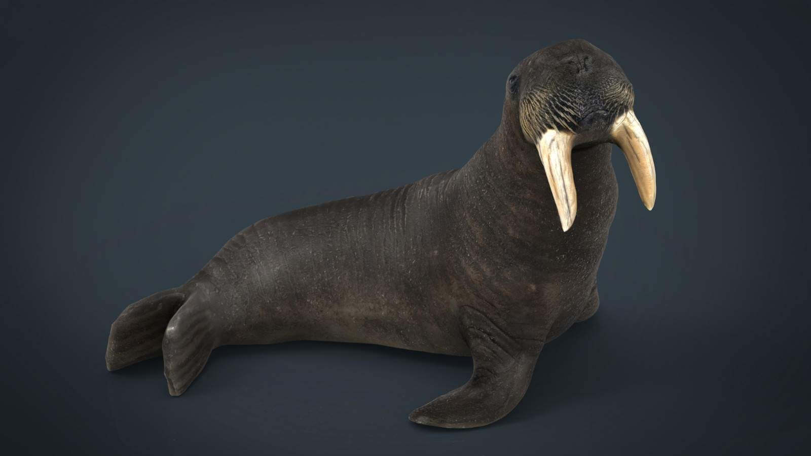 Walrus - 3D Model by sanchiesp