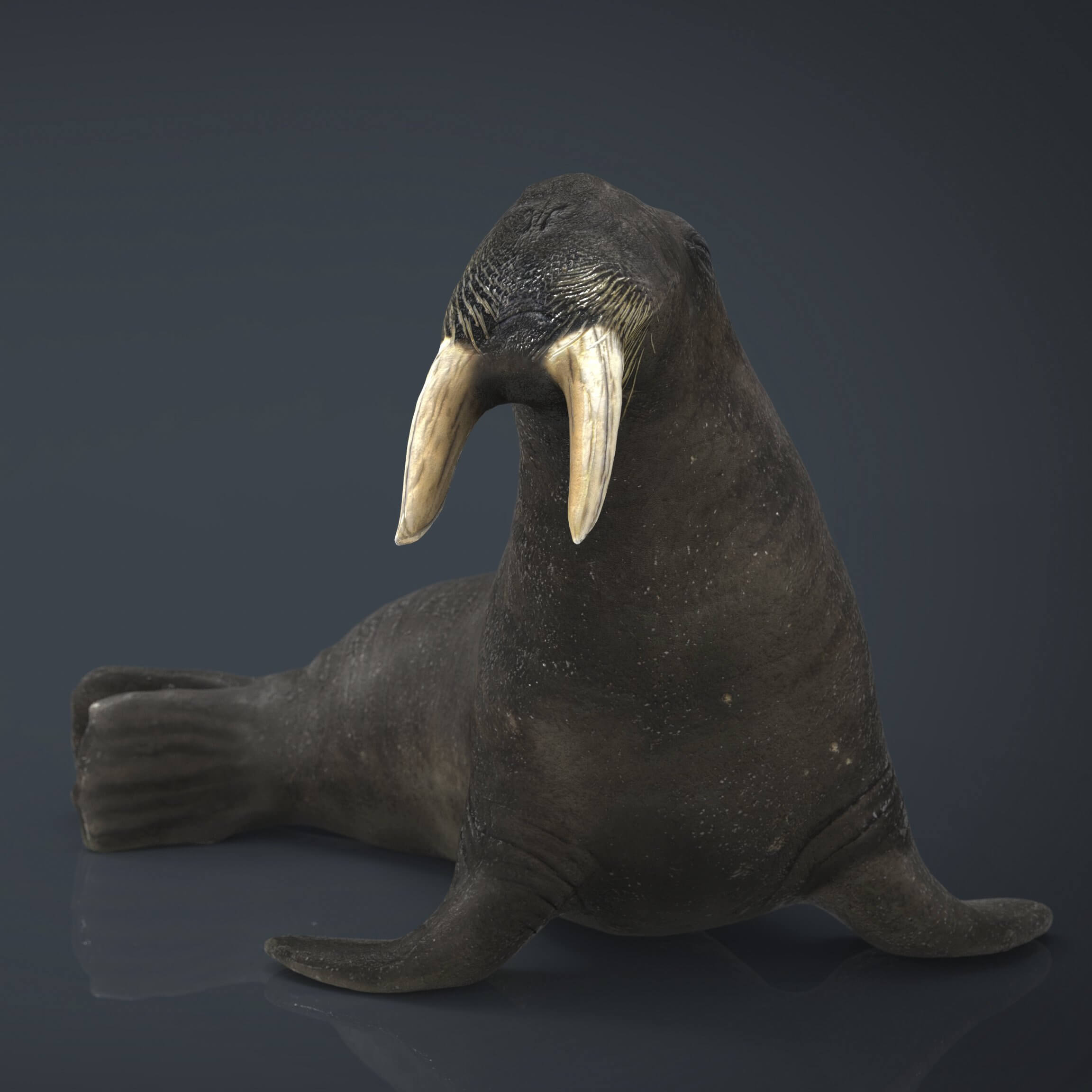 Walrus - 3D Model by sanchiesp