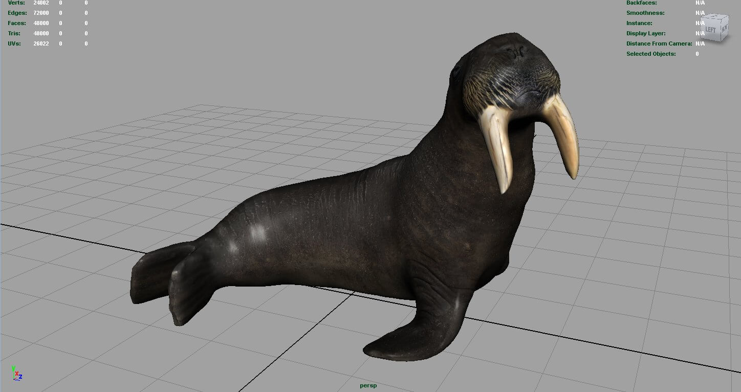 Walrus - 3D Model by sanchiesp