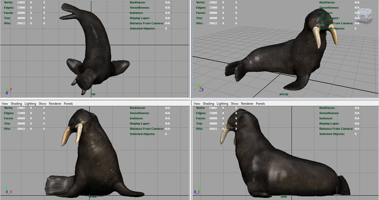 Walrus - 3D Model by sanchiesp