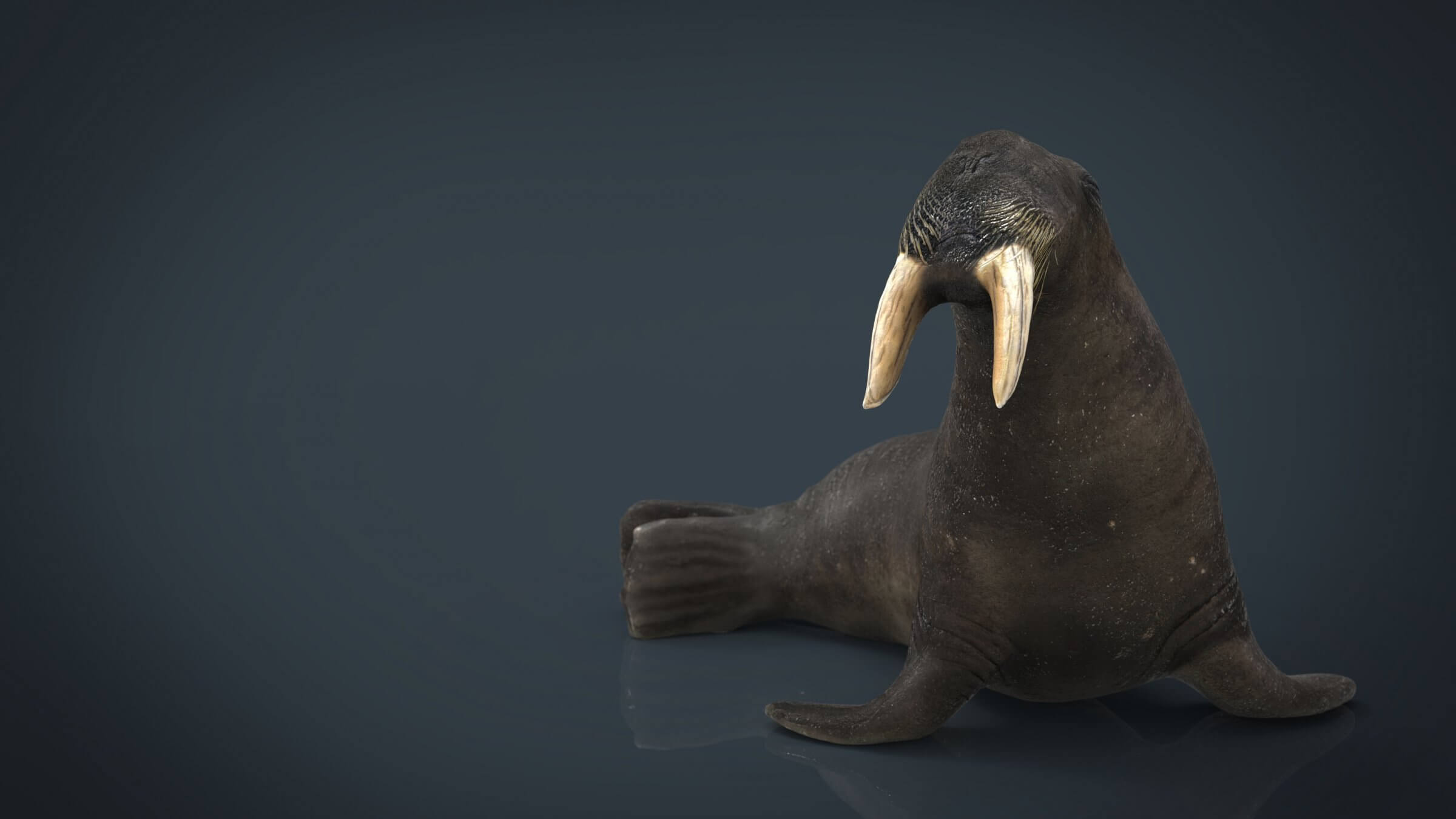 Walrus - 3D Model by sanchiesp