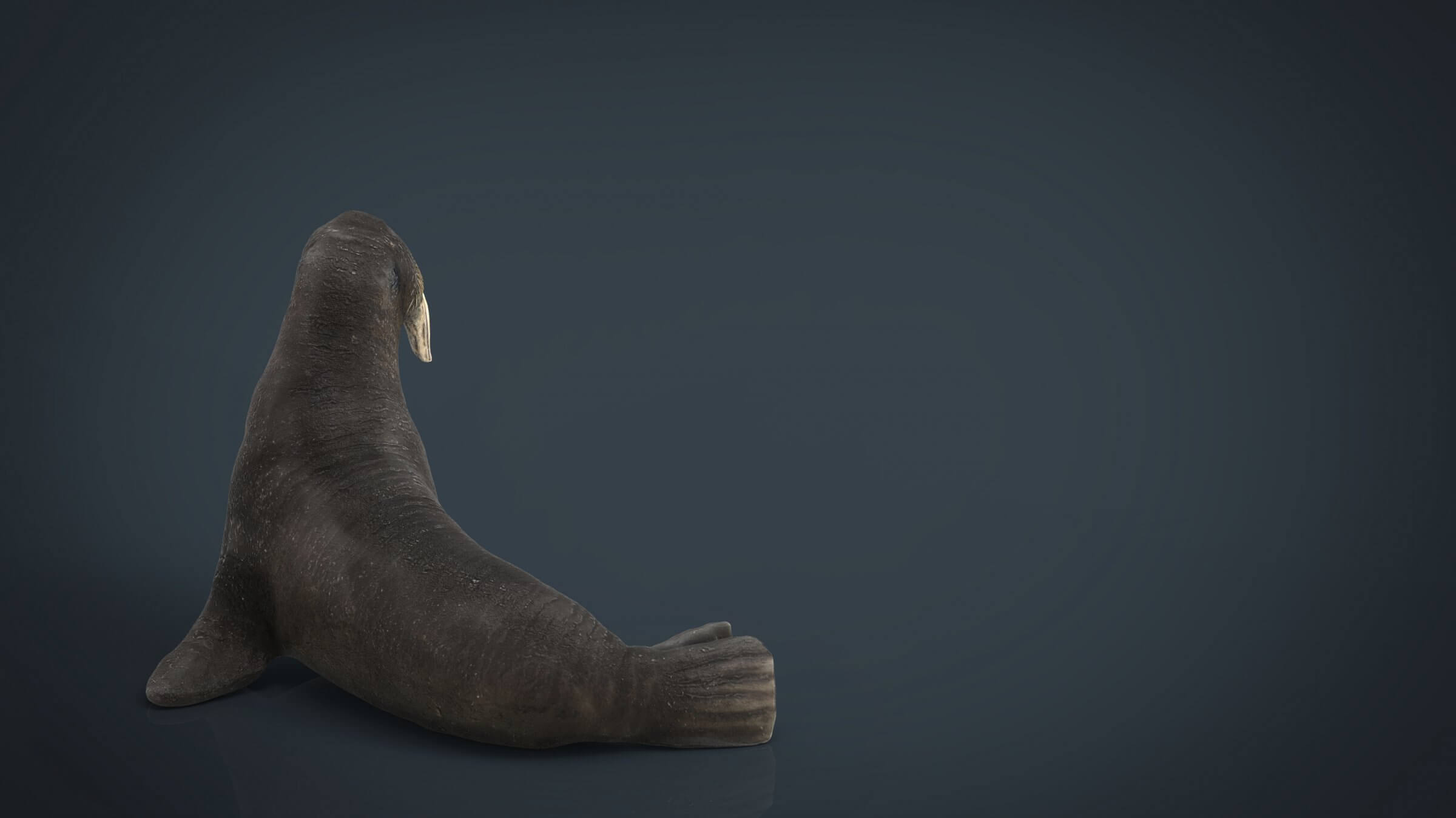 Walrus - 3D Model by sanchiesp