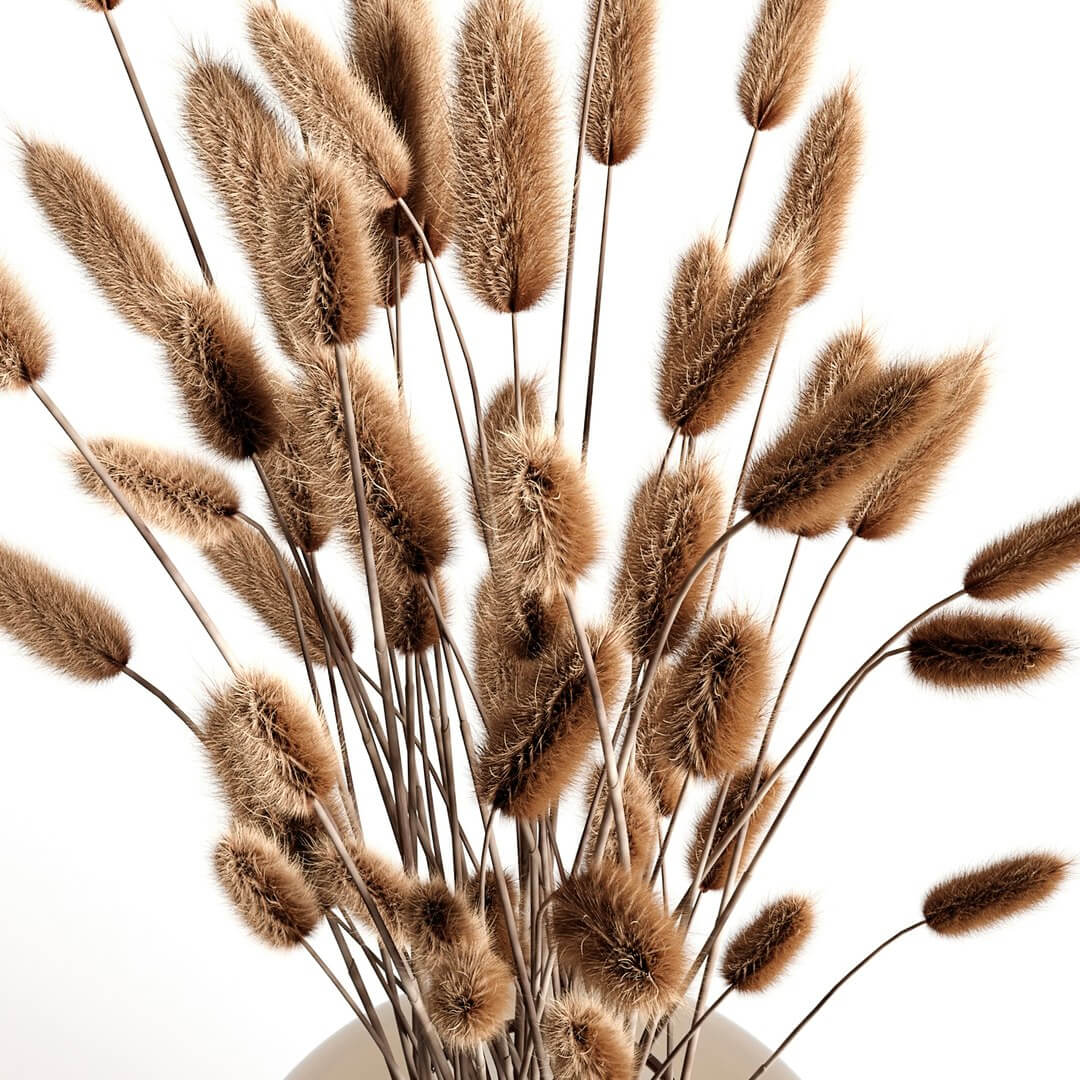 A Bouquet of Lagurus - 3D Model by sara-angel