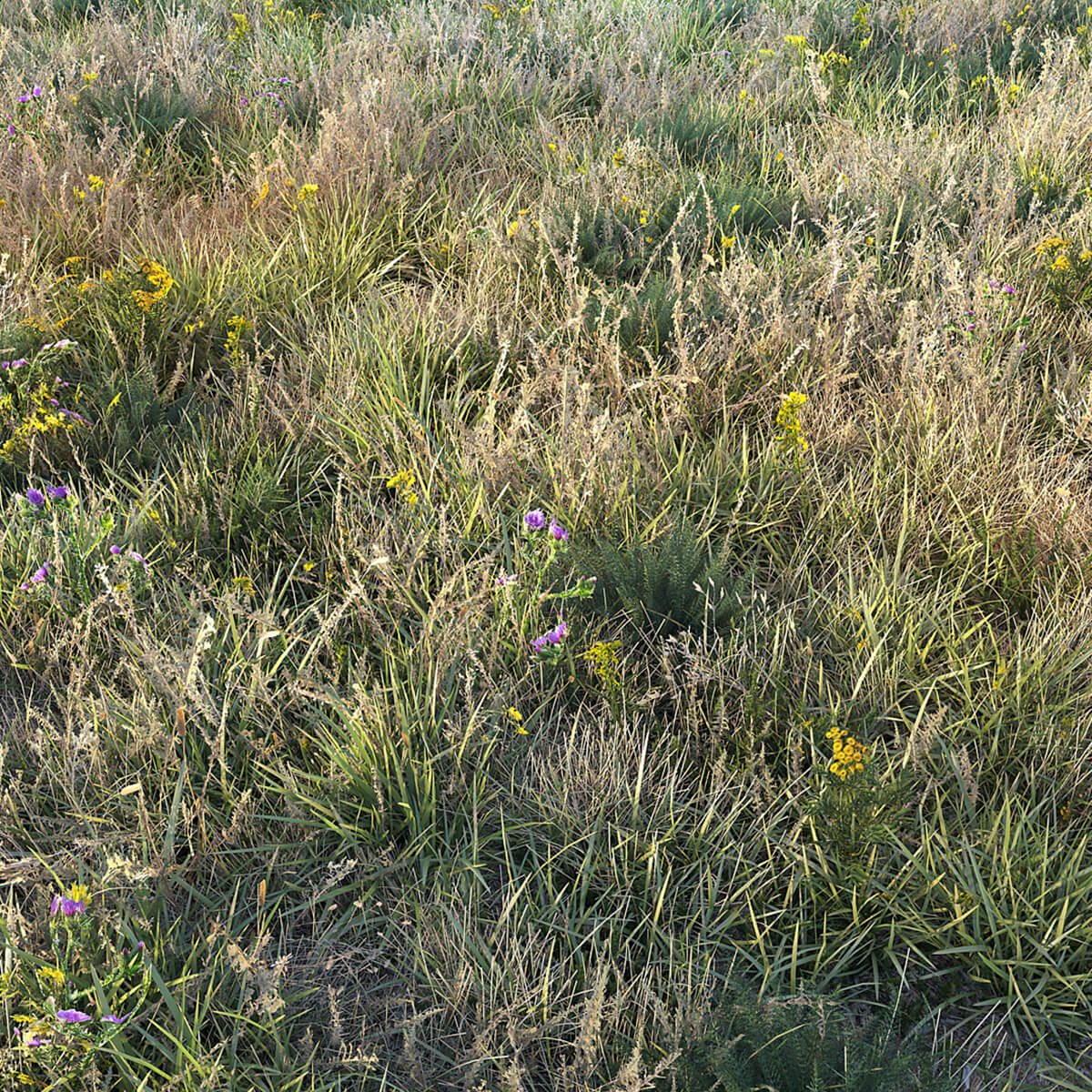Autumn Grass 01 - 3D Model by sara-angel