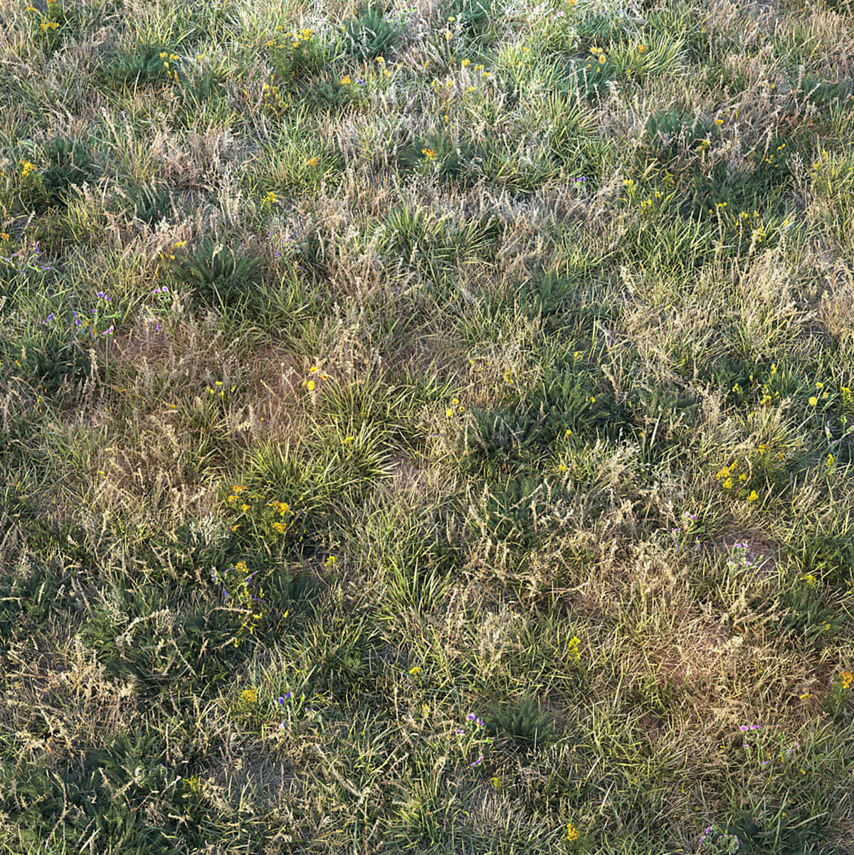 Autumn Grass 01 - 3D Model by sara-angel