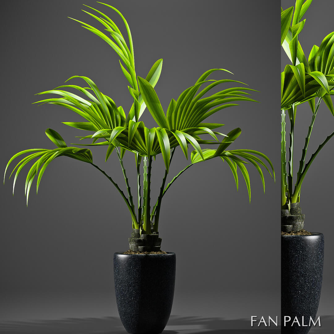 Fan Palm Tree 01 - 3D Model by sara-angel