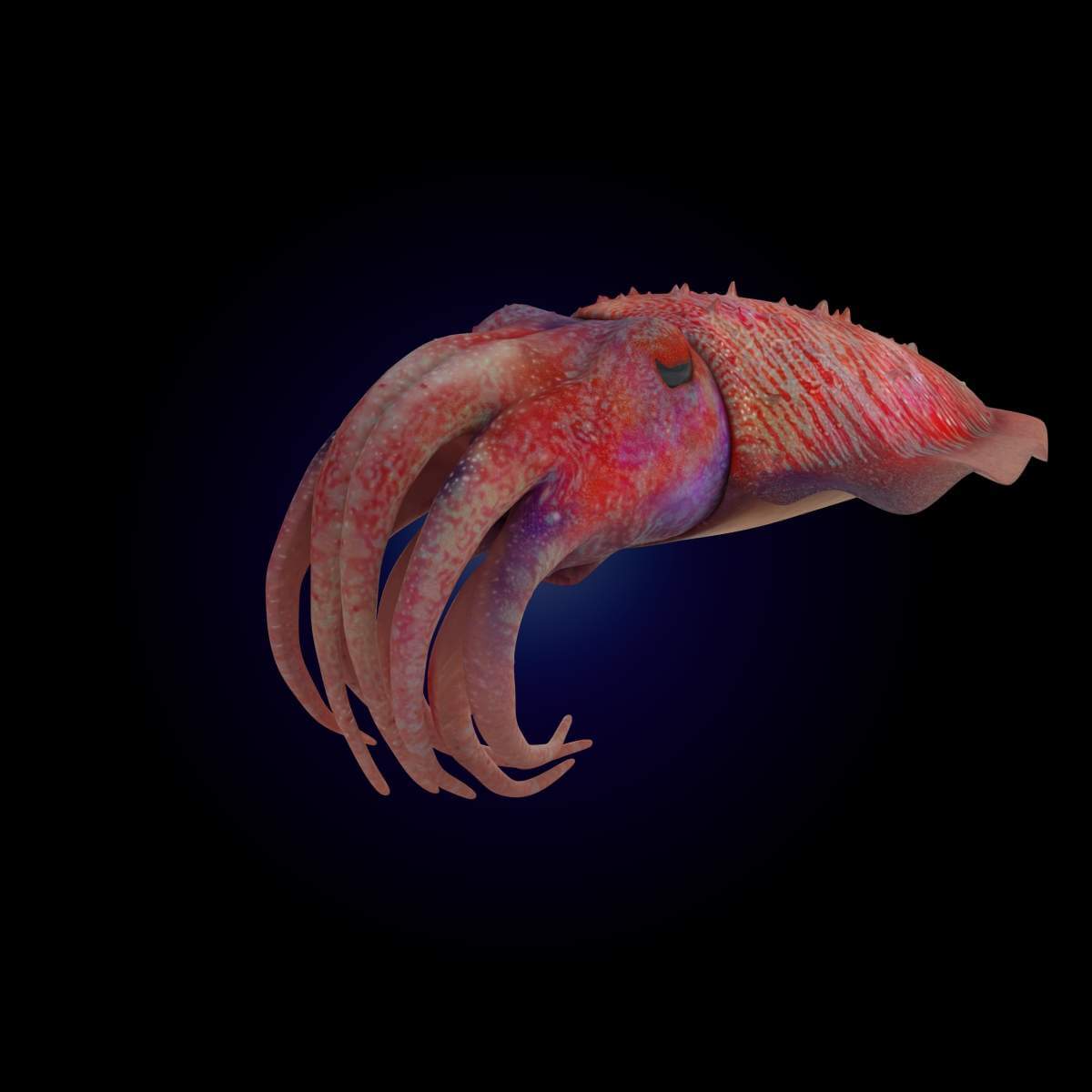 Cuttlefish - 3D Model by SashaHerZ