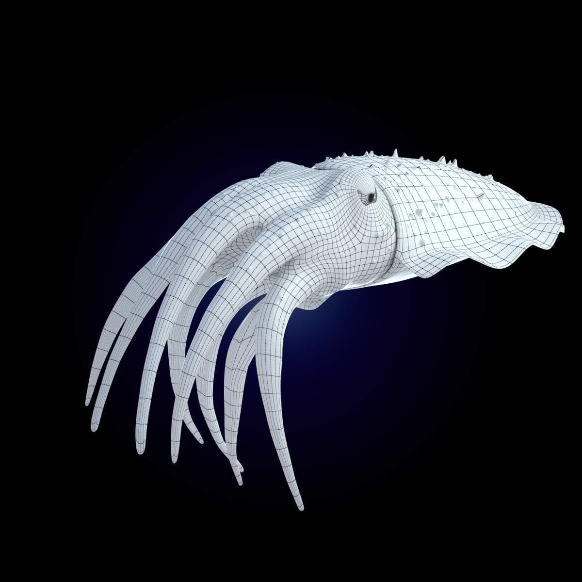 Cuttlefish - 3D Model by SashaHerZ