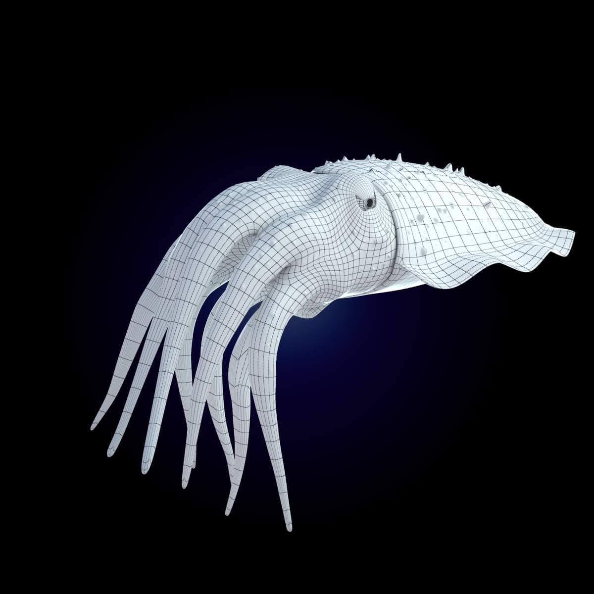 Cuttlefish - 3D Model by SashaHerZ