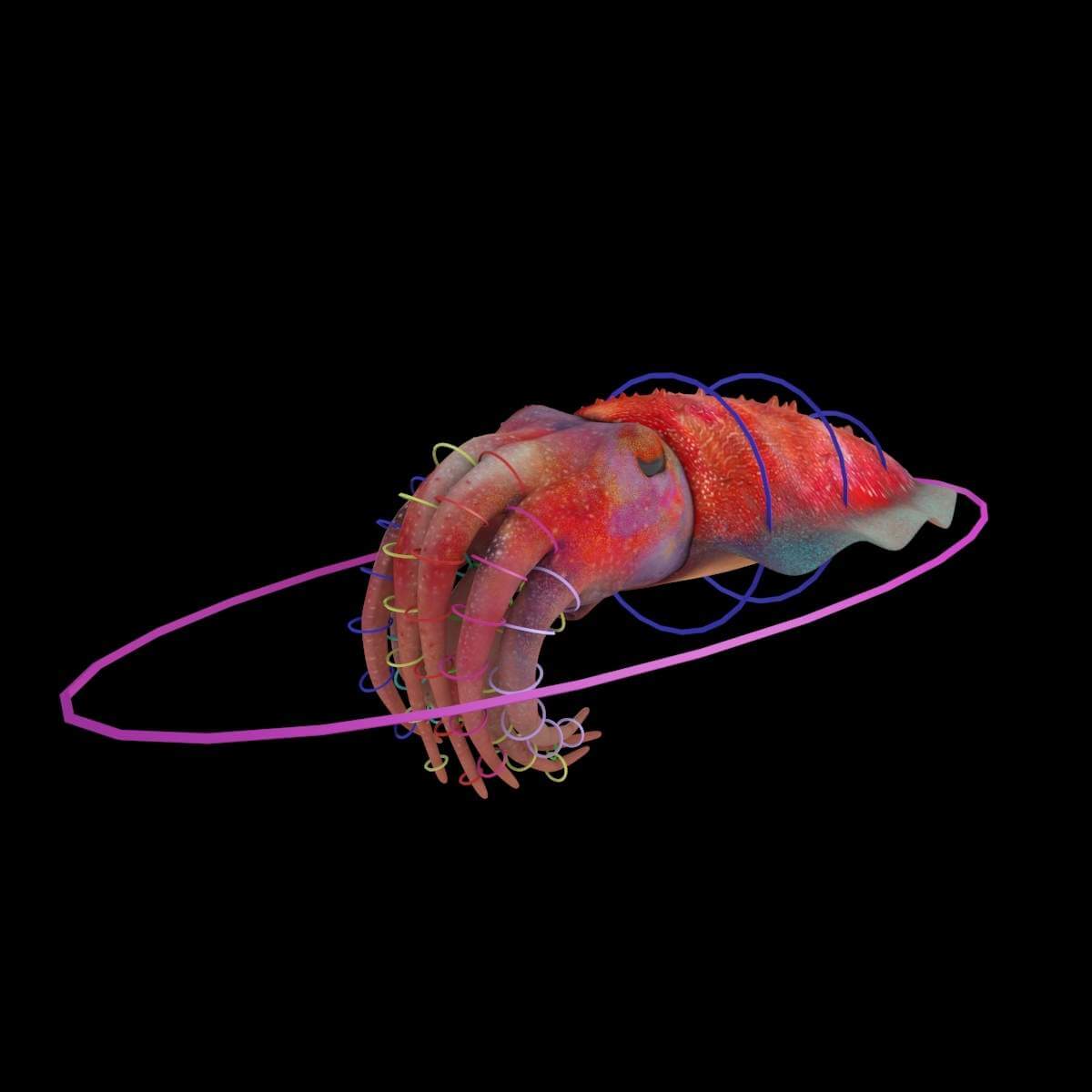 Cuttlefish - 3D Model by SashaHerZ