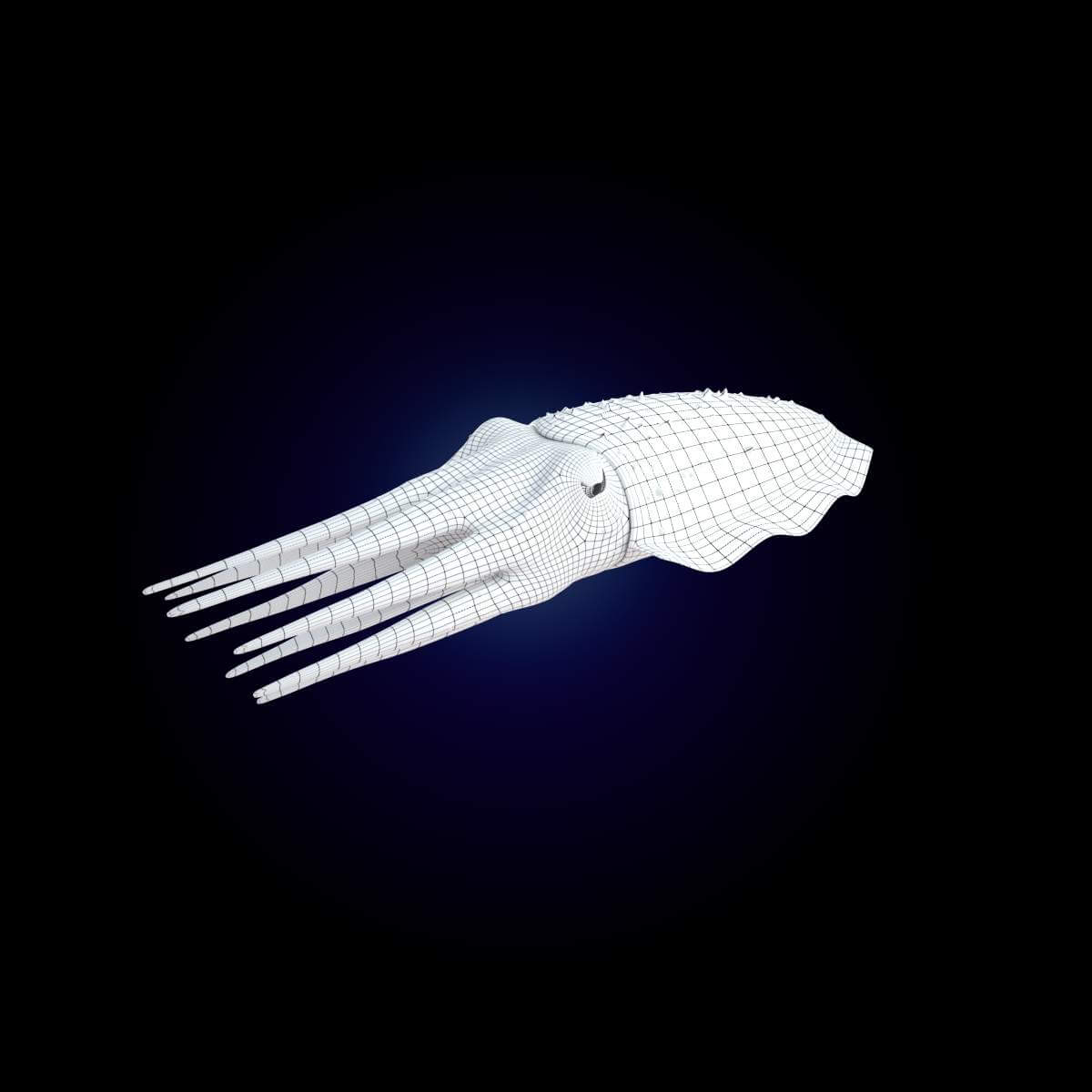 Cuttlefish - 3D Model by SashaHerZ