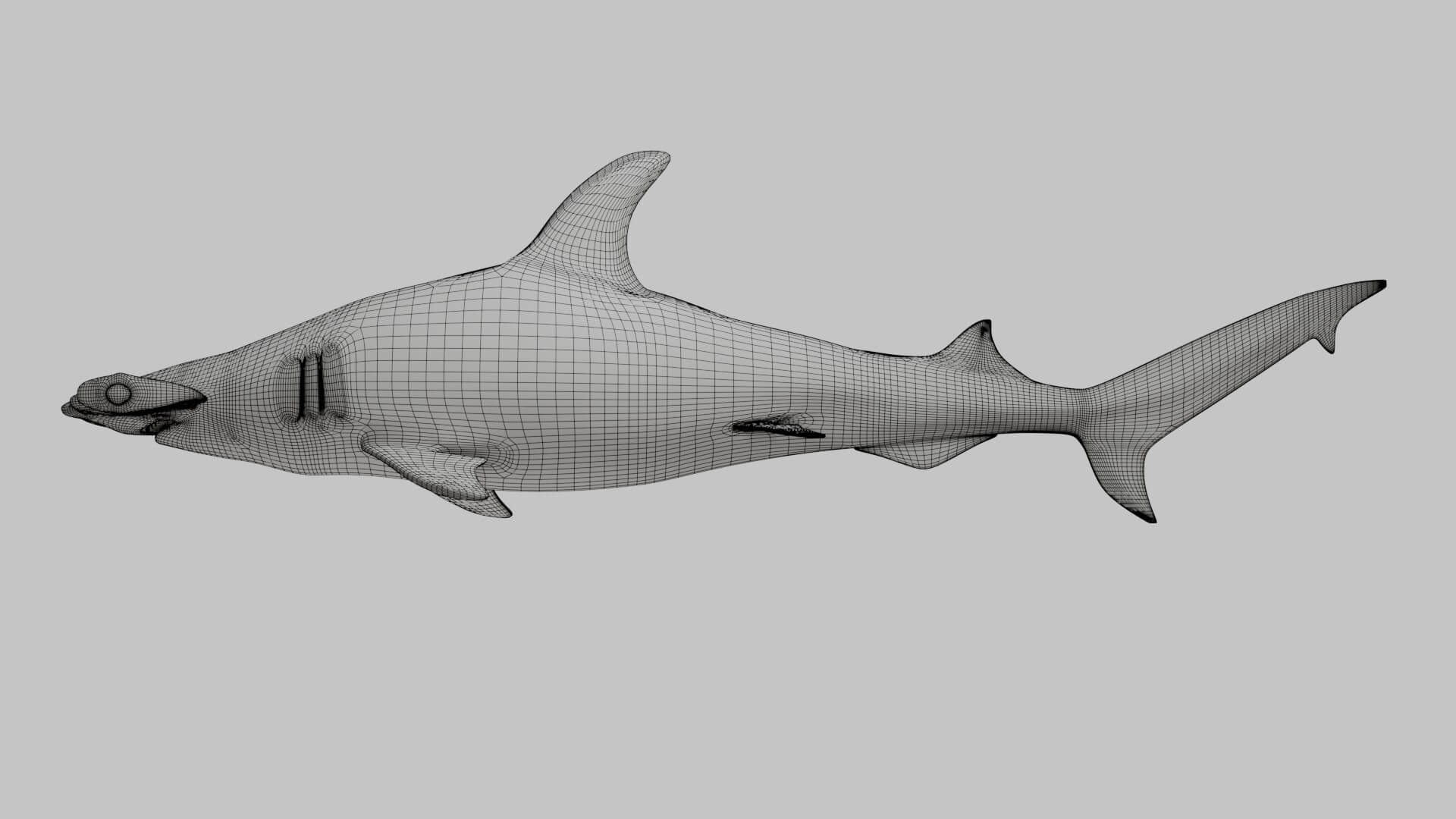 Hammer Head Shark - 3D Model by sathak