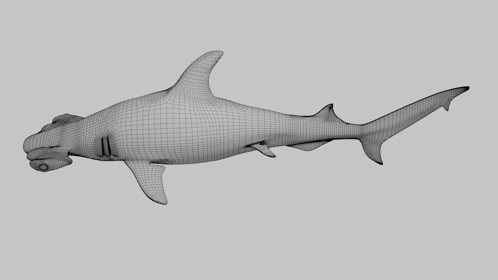 Hammer Head Shark - 3D Model by sathak